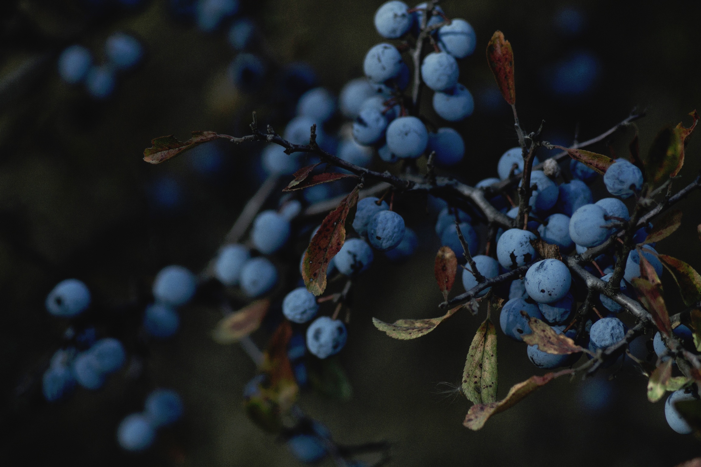 Nature Plants Stem free image download