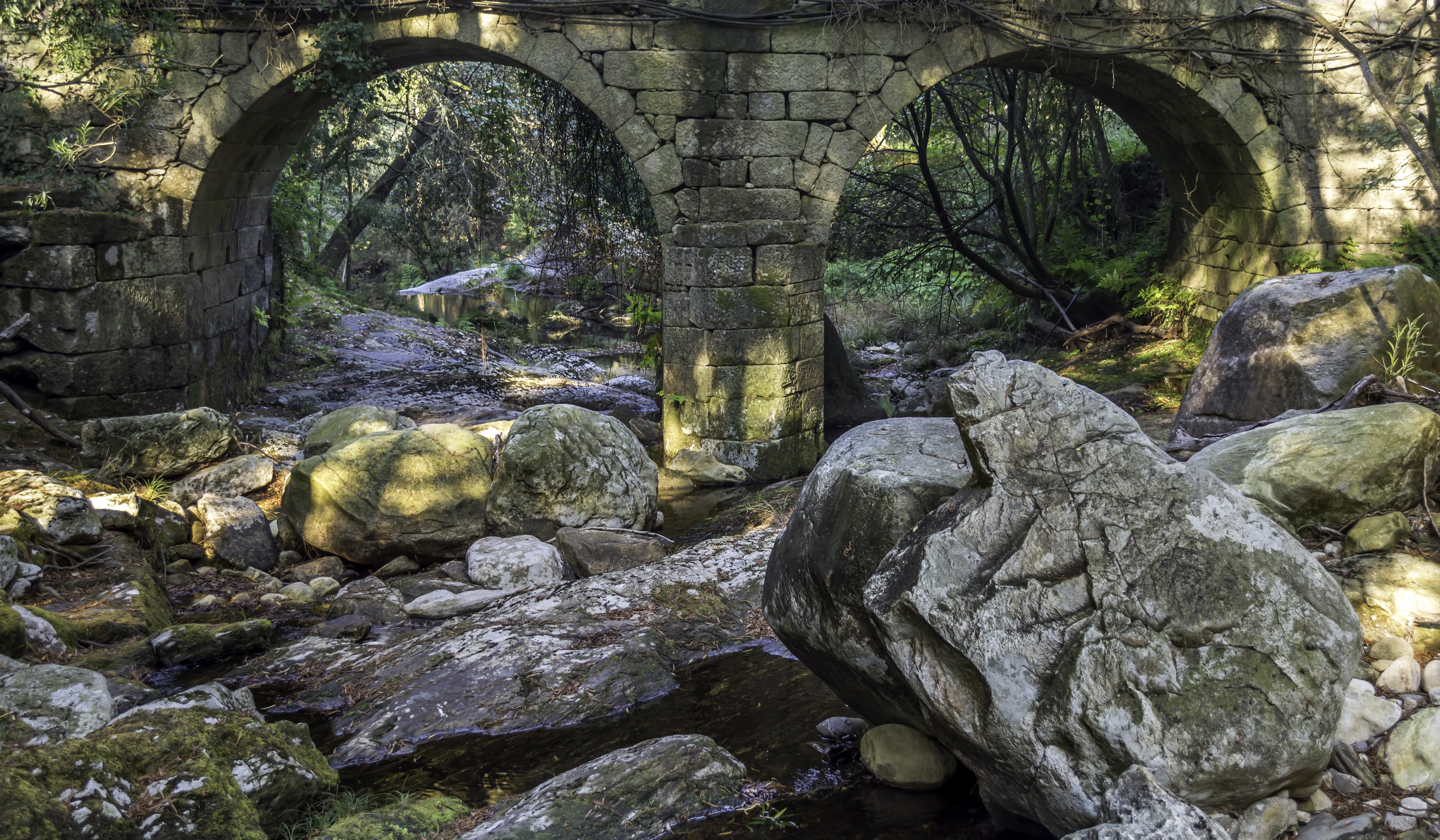 Bridges Rio Forest free image download