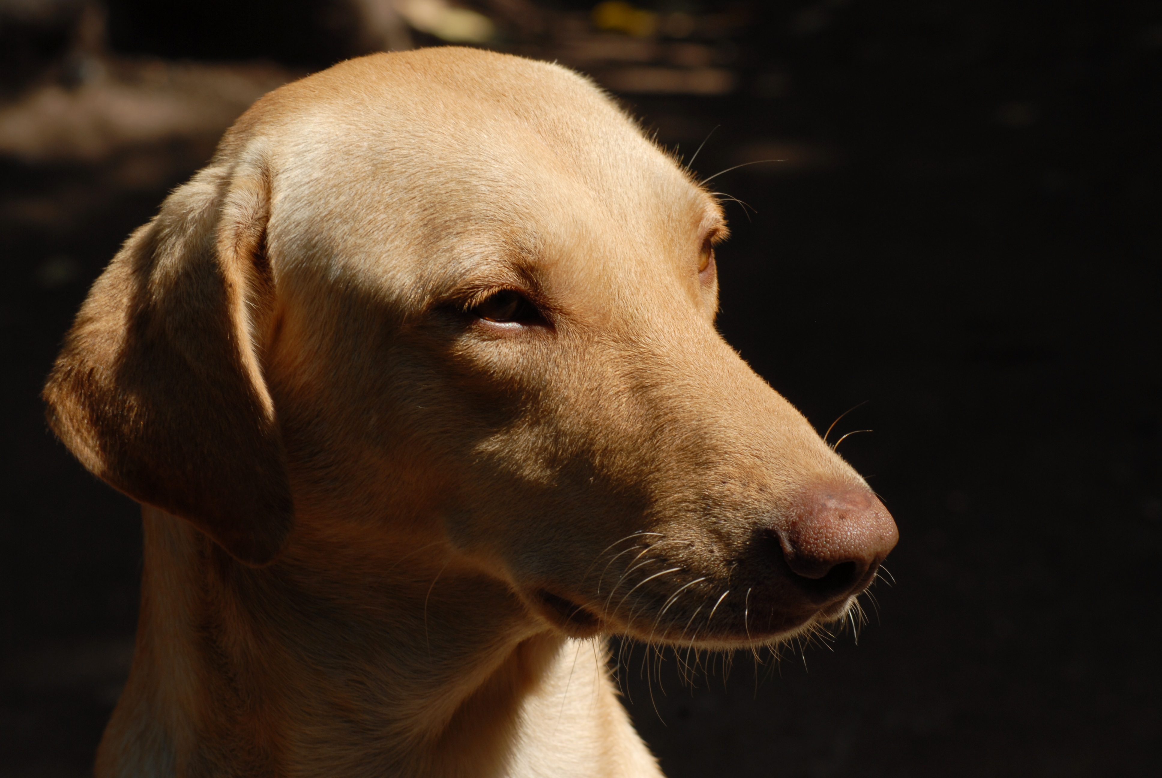 Dog Regional Pet Animal Tlapa De free image download