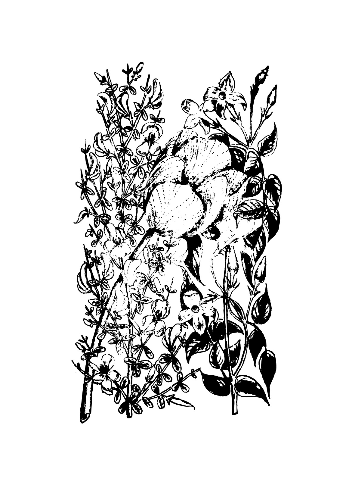 Flowers floral spring summer bloom free image download