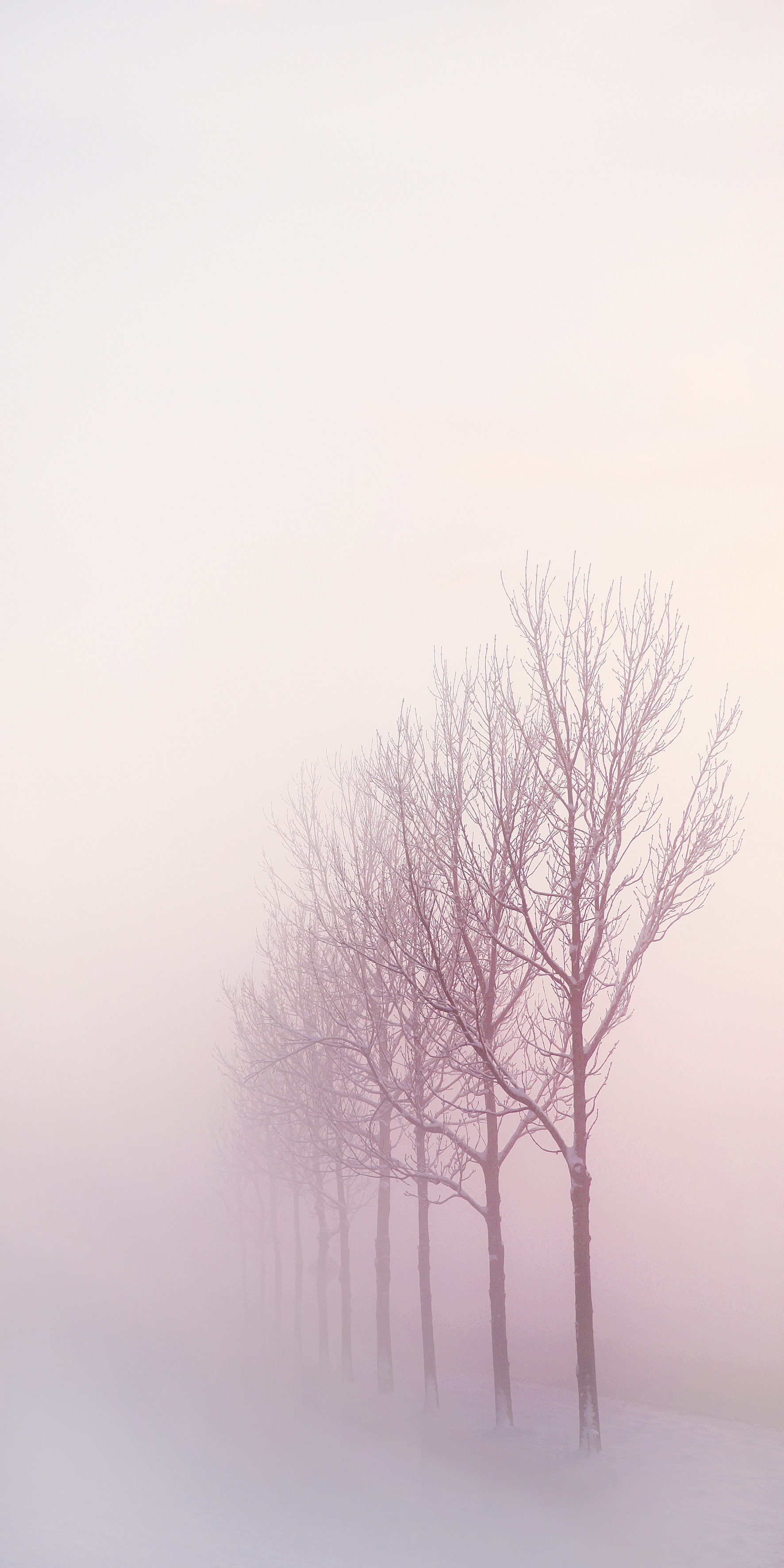 Winter Landscape Ripe free image download