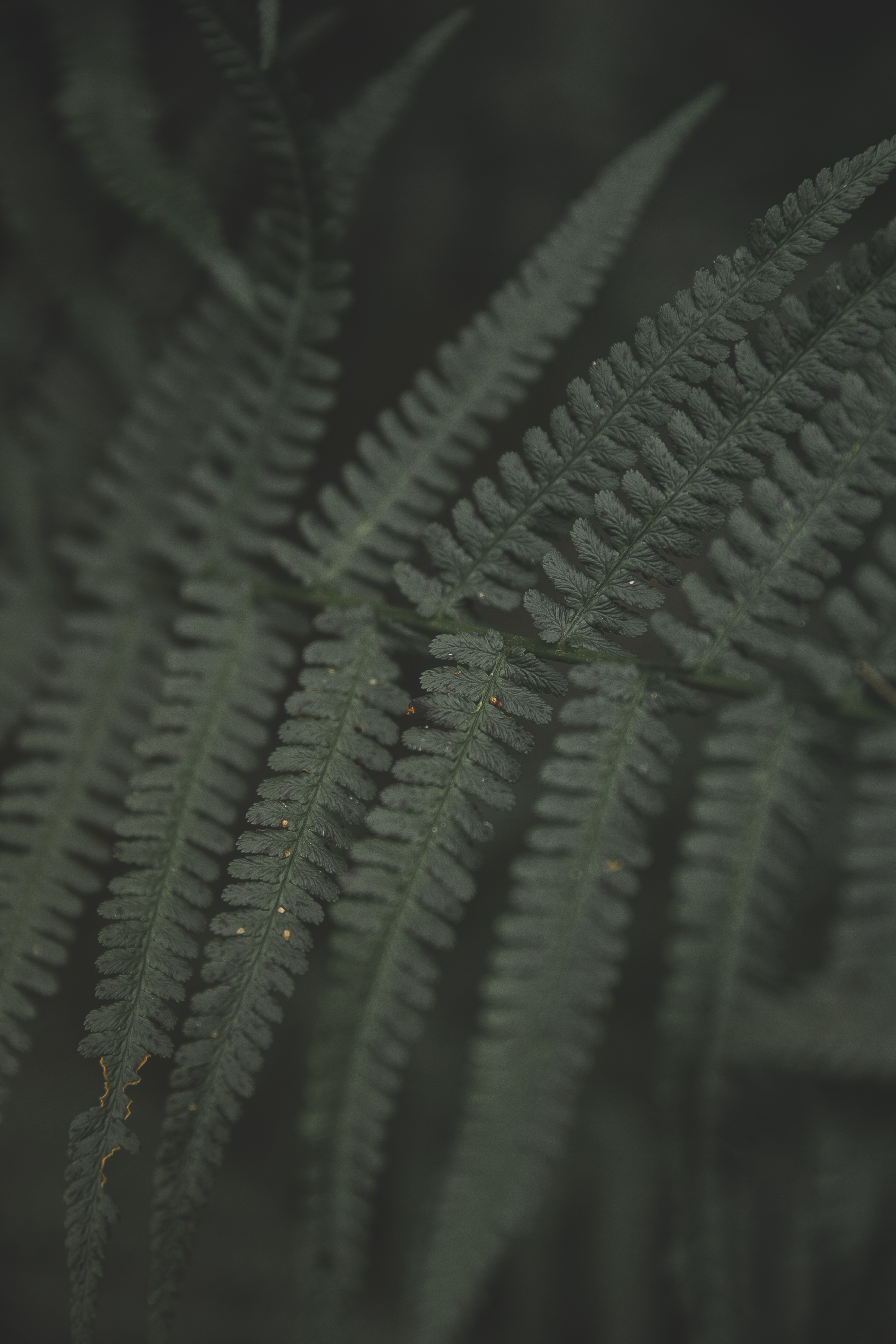 Fern Green Plant free image download