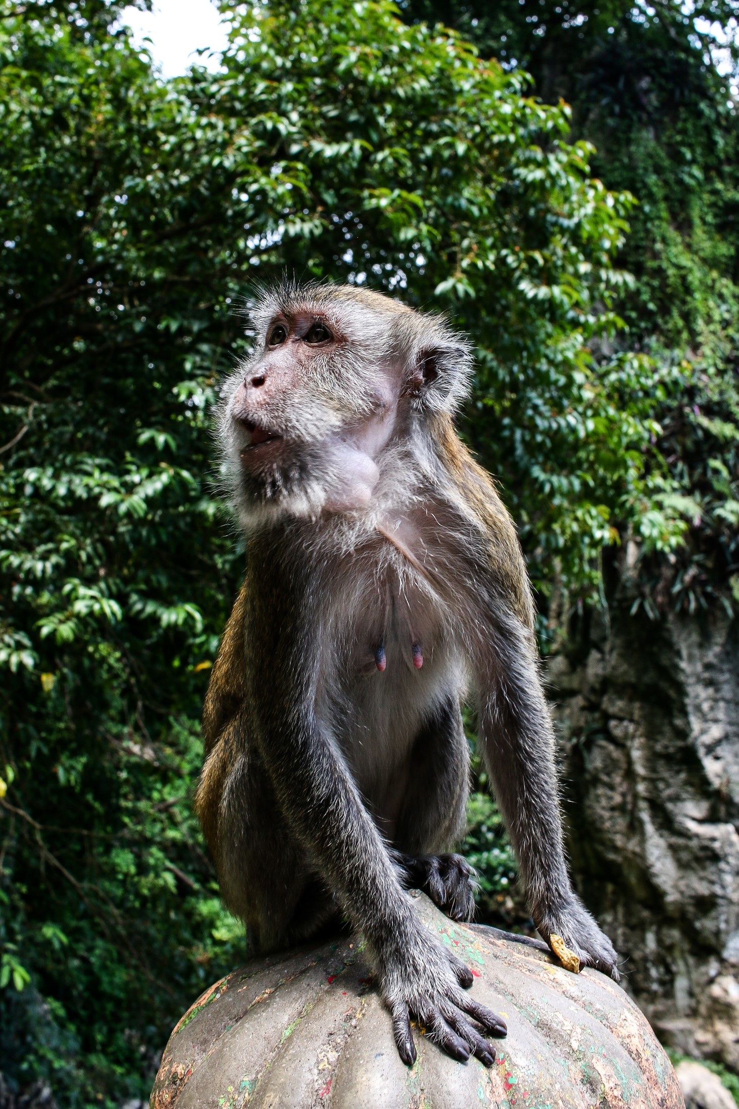 Thailand Nature Monkey free image download