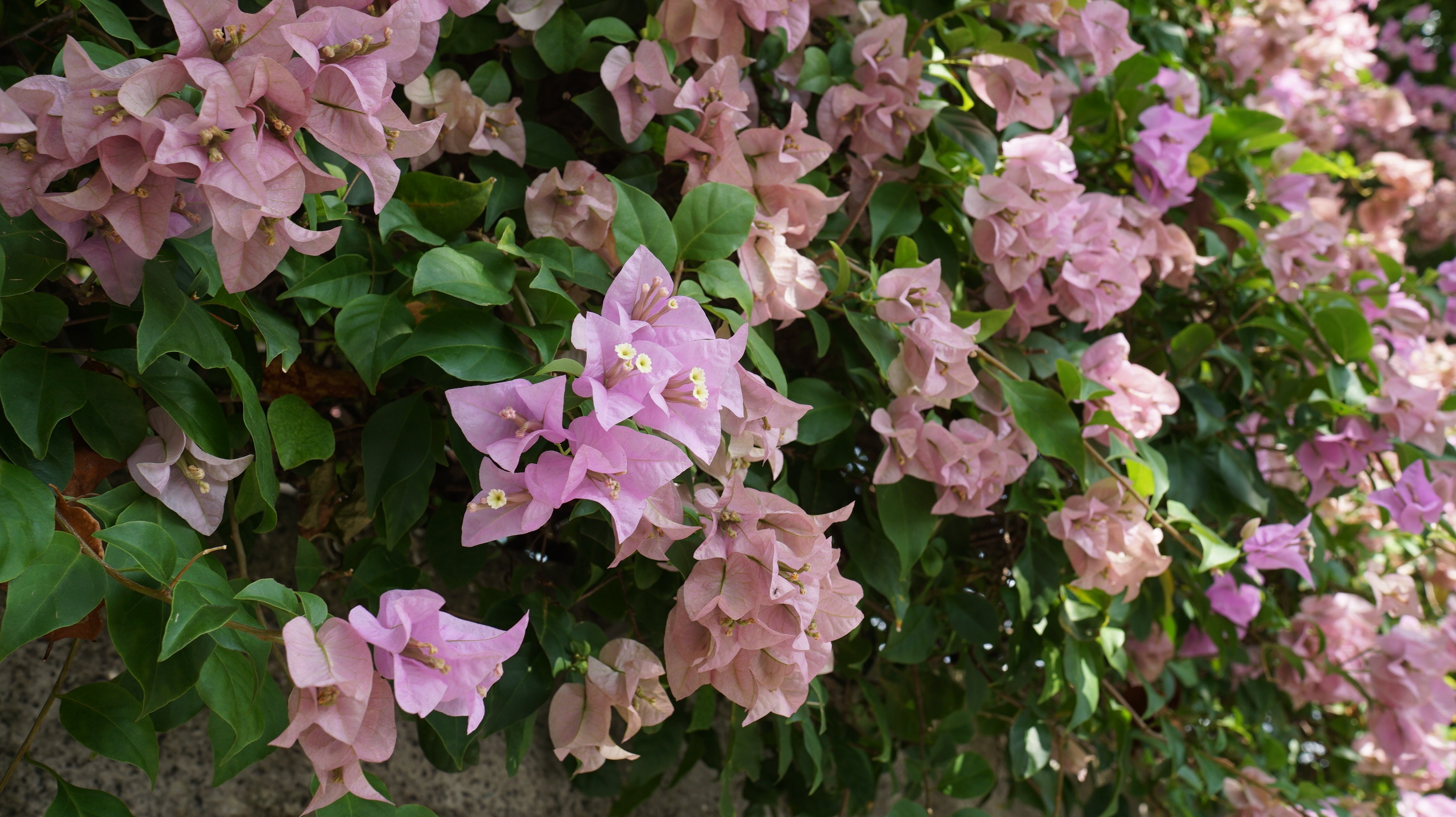 Leaves Flowers Flower Plant free image download