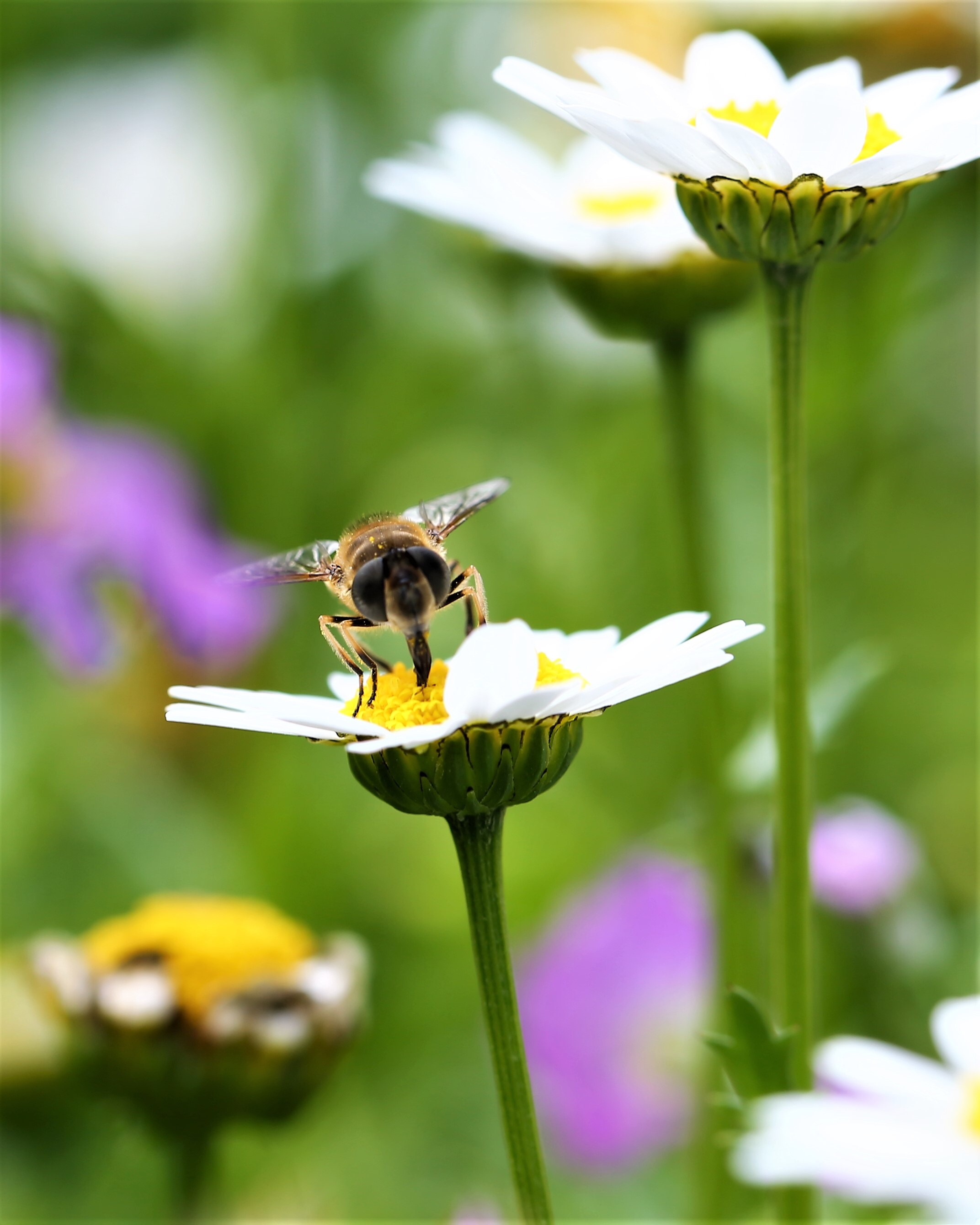 Bee on a small flower free image download