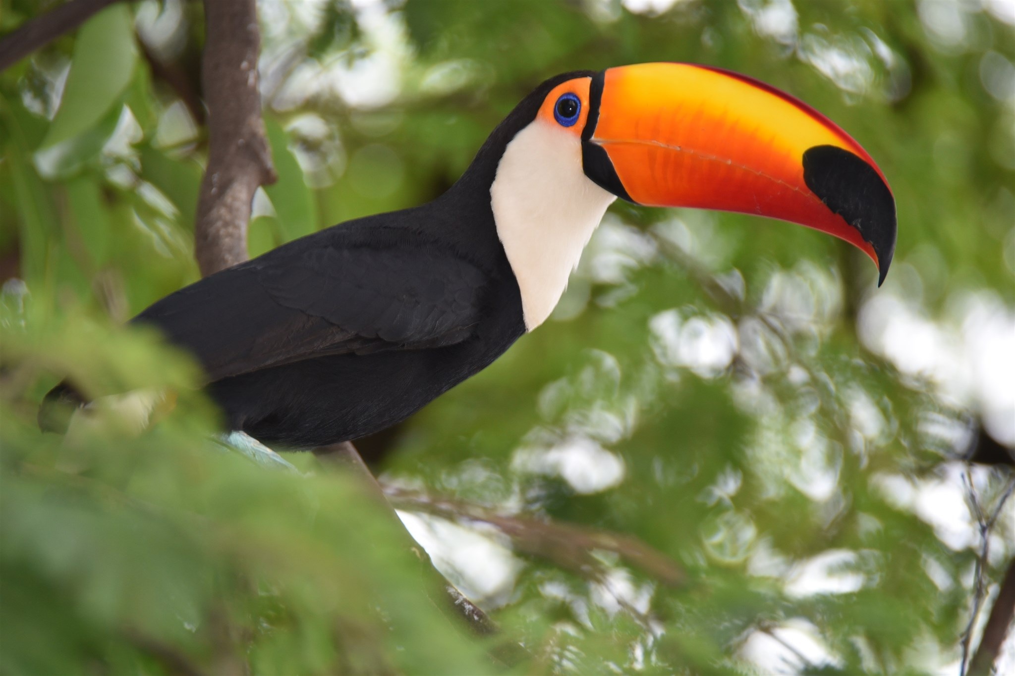 Tucano Nature Bird free image download