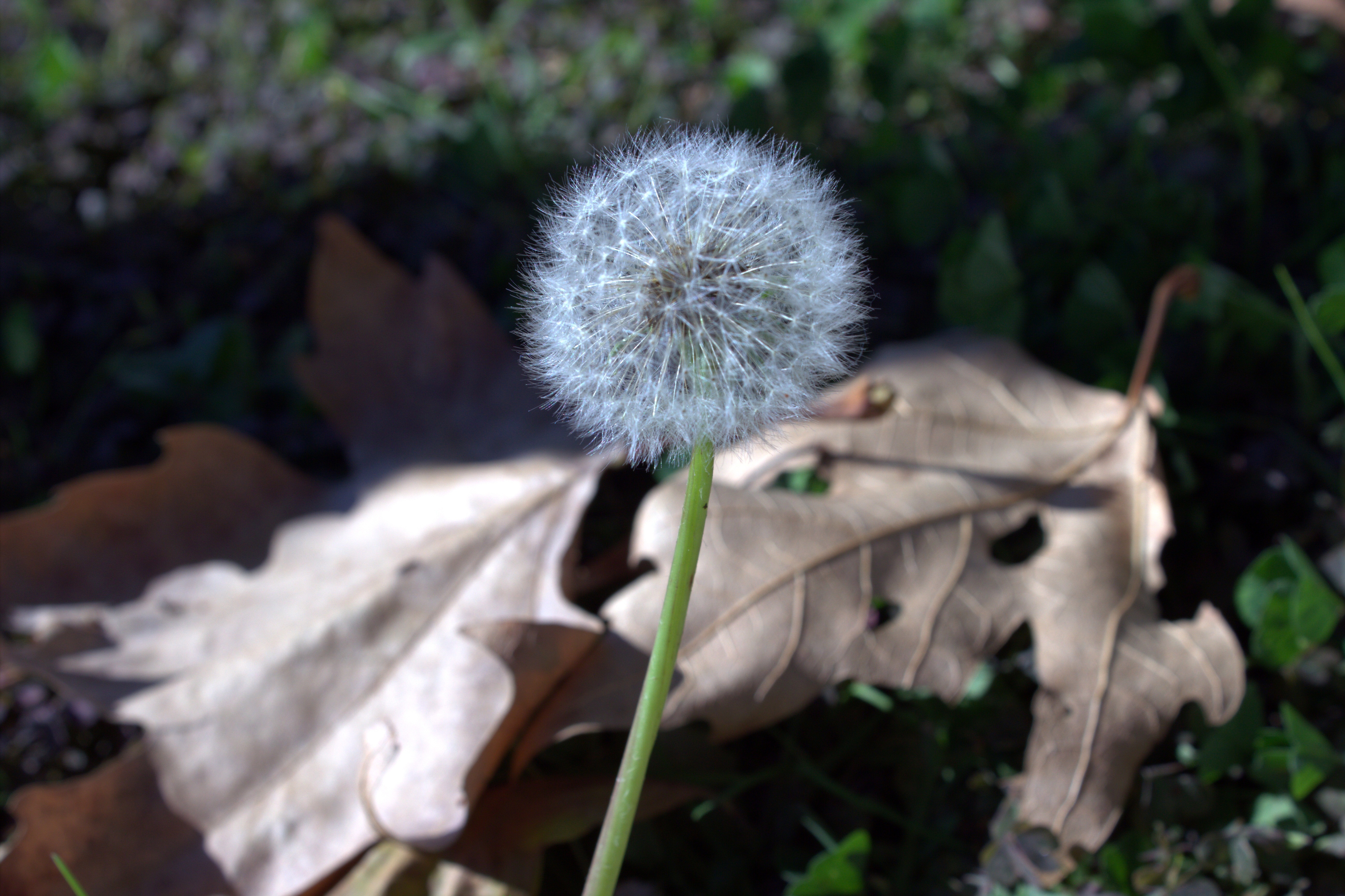 Flower Nature Pollen free image download