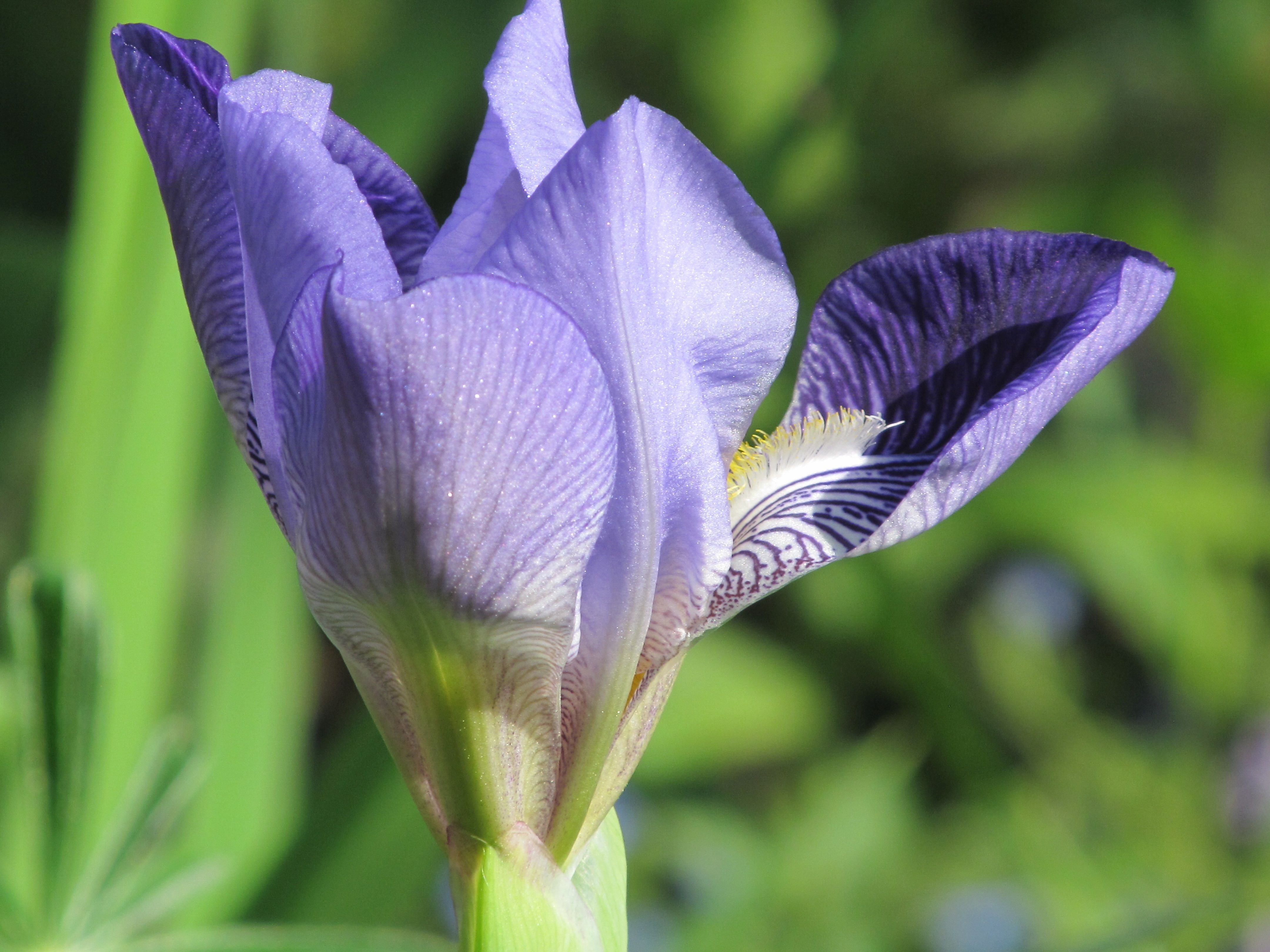 Spring Iris Blossom free image download
