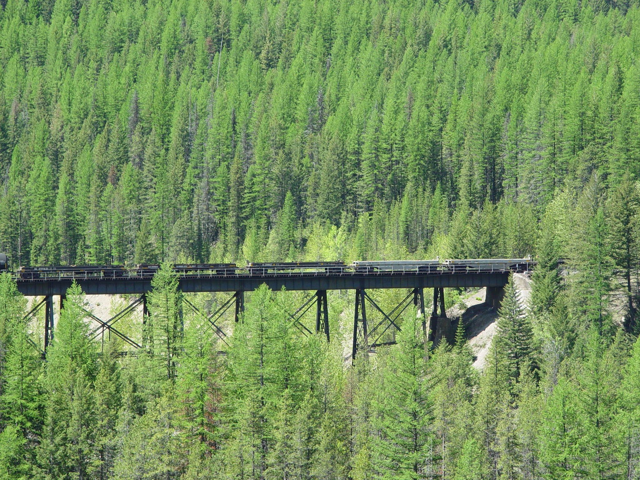 Train Forest Montana free image download