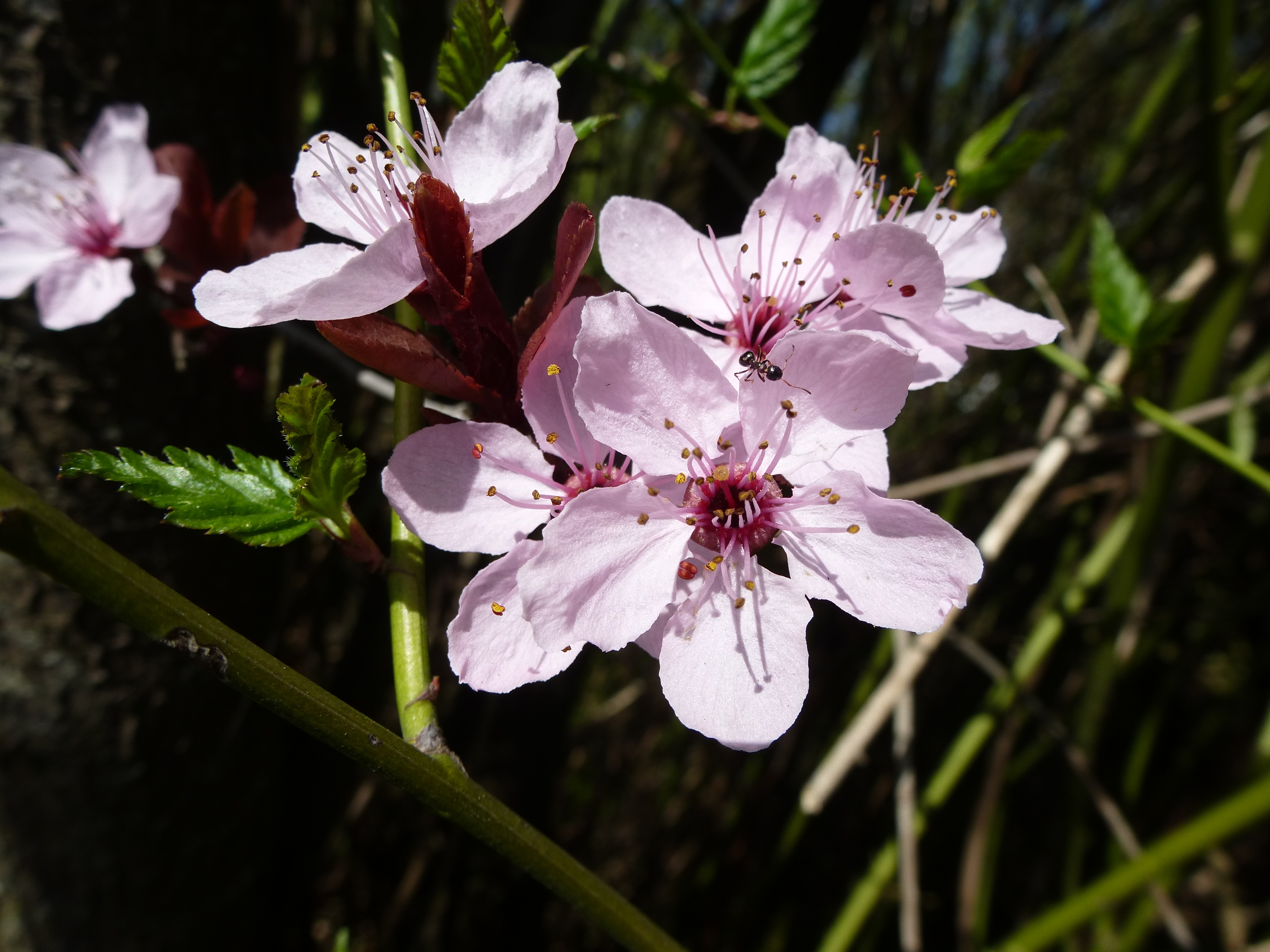 Pink Ant Flowers blooming free image download