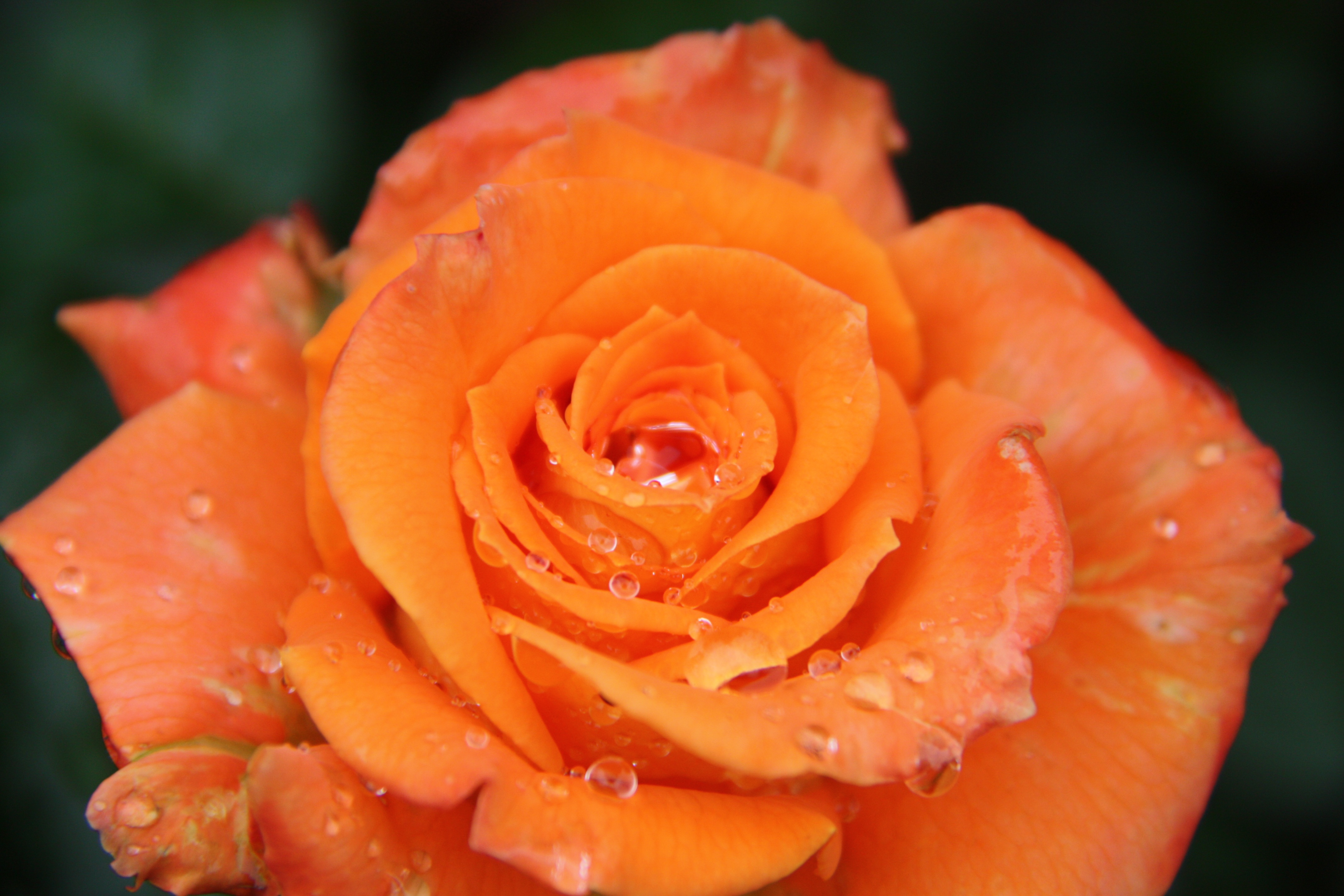 Rose Flower Nature free image download