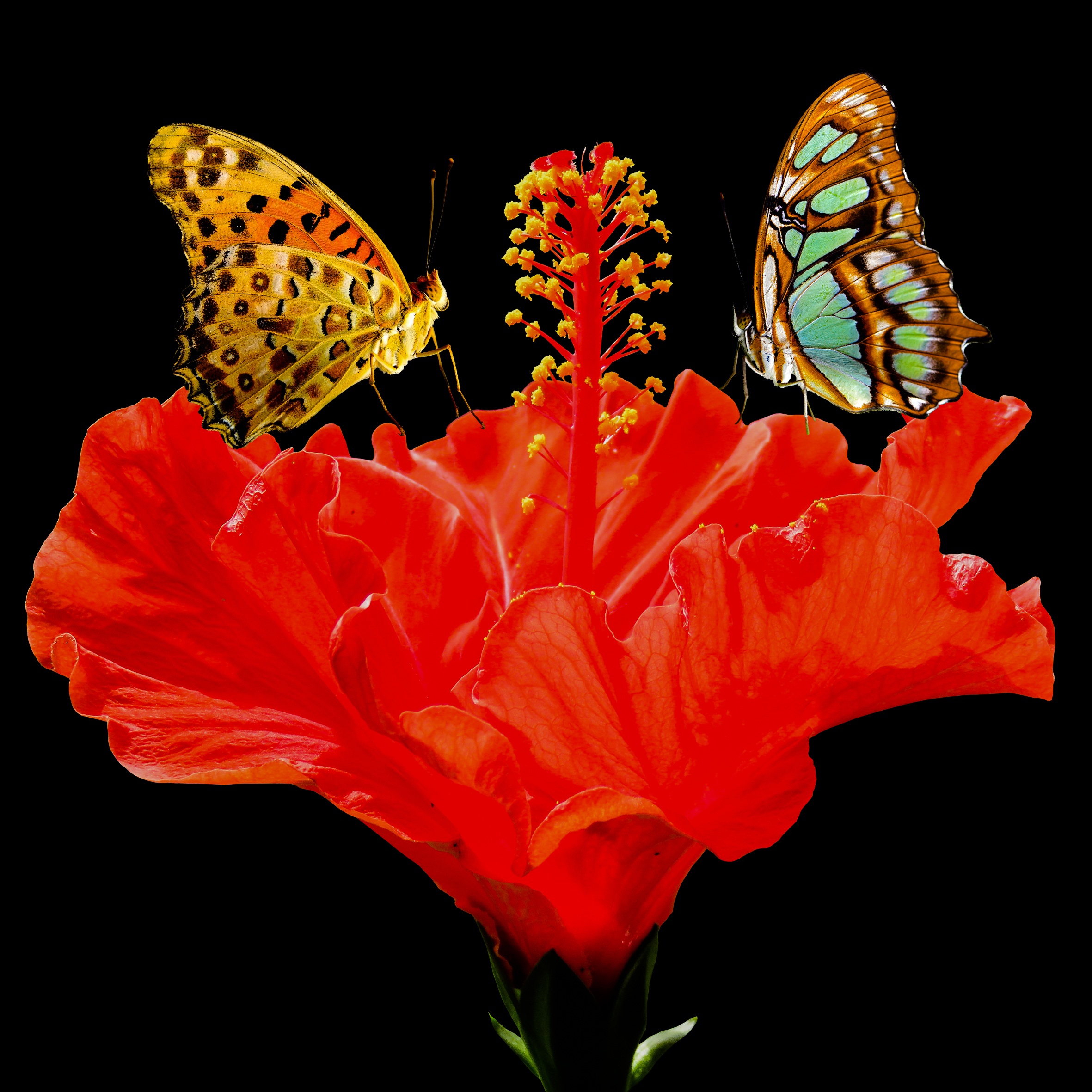 Nature Animals Flower free image download