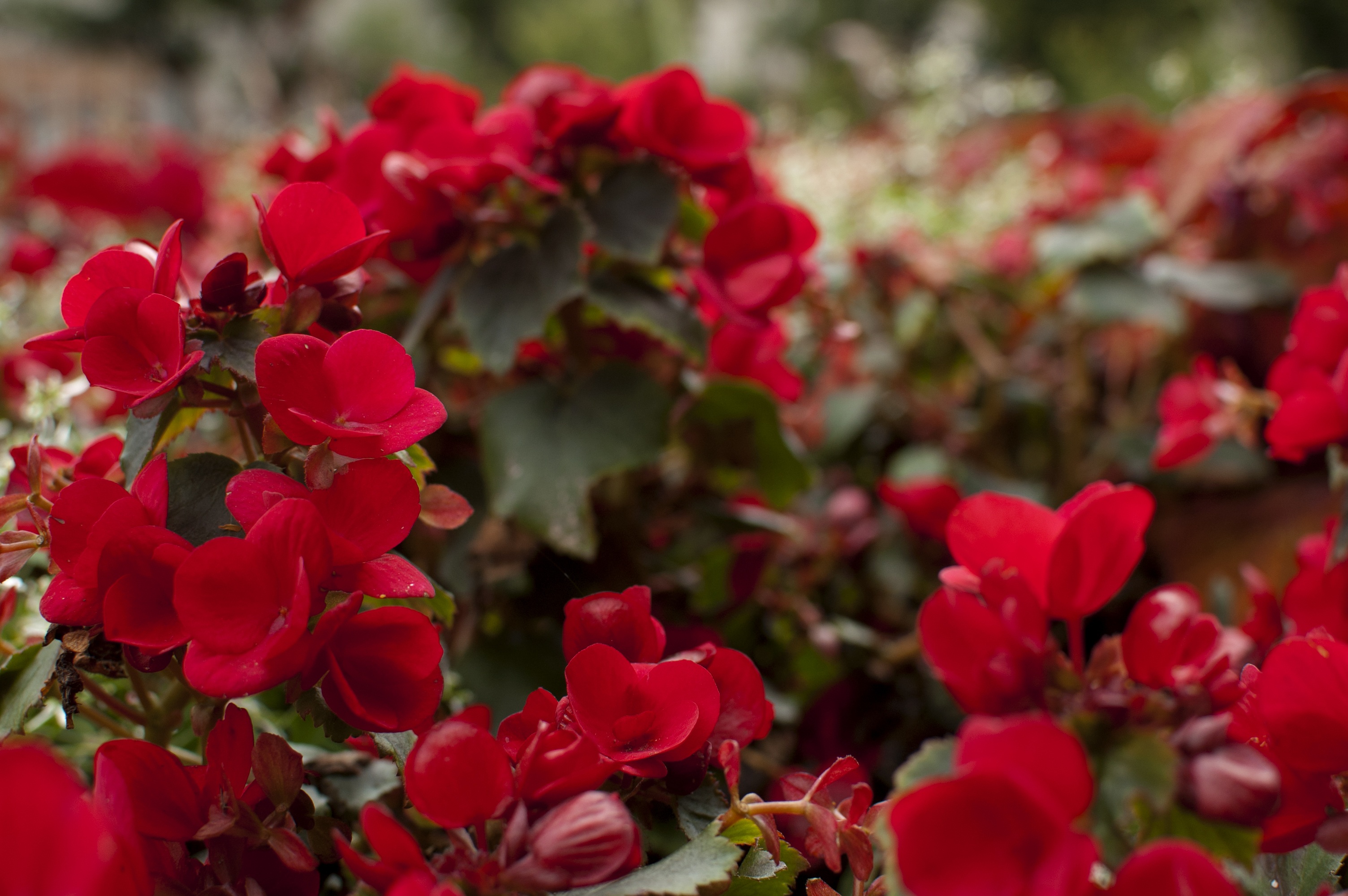 Flowers Red Botany free image download