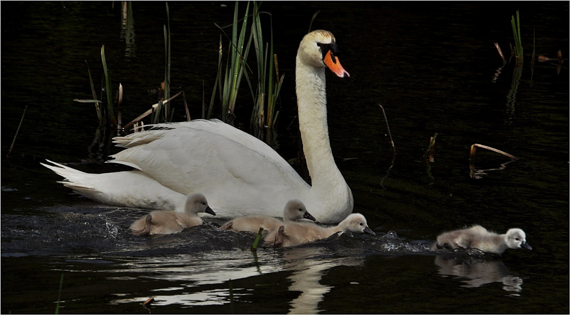 Swan Birds in Nature free image download