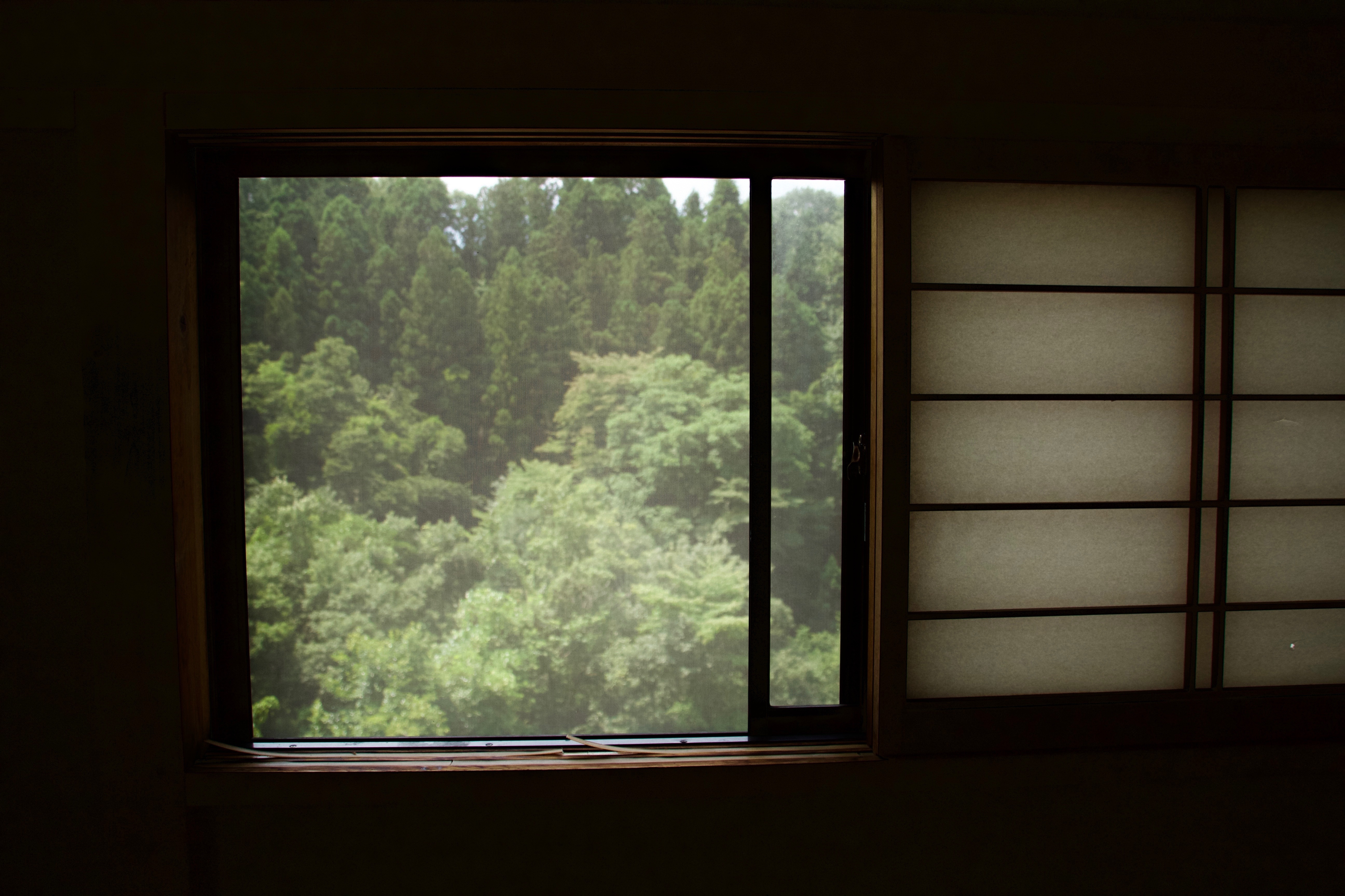 Window Nature Trees free image download