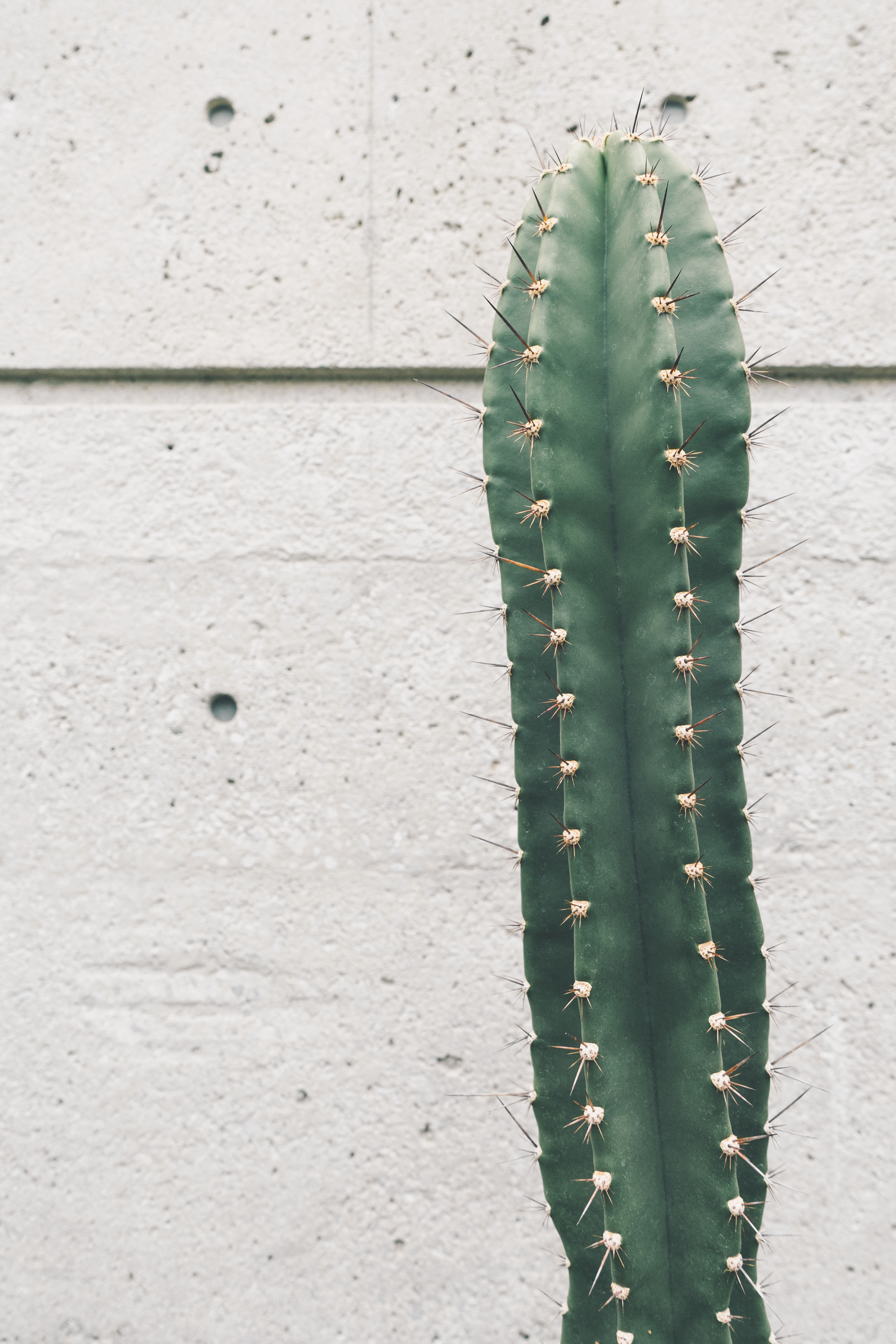 Cactus Plant Thorn free image download