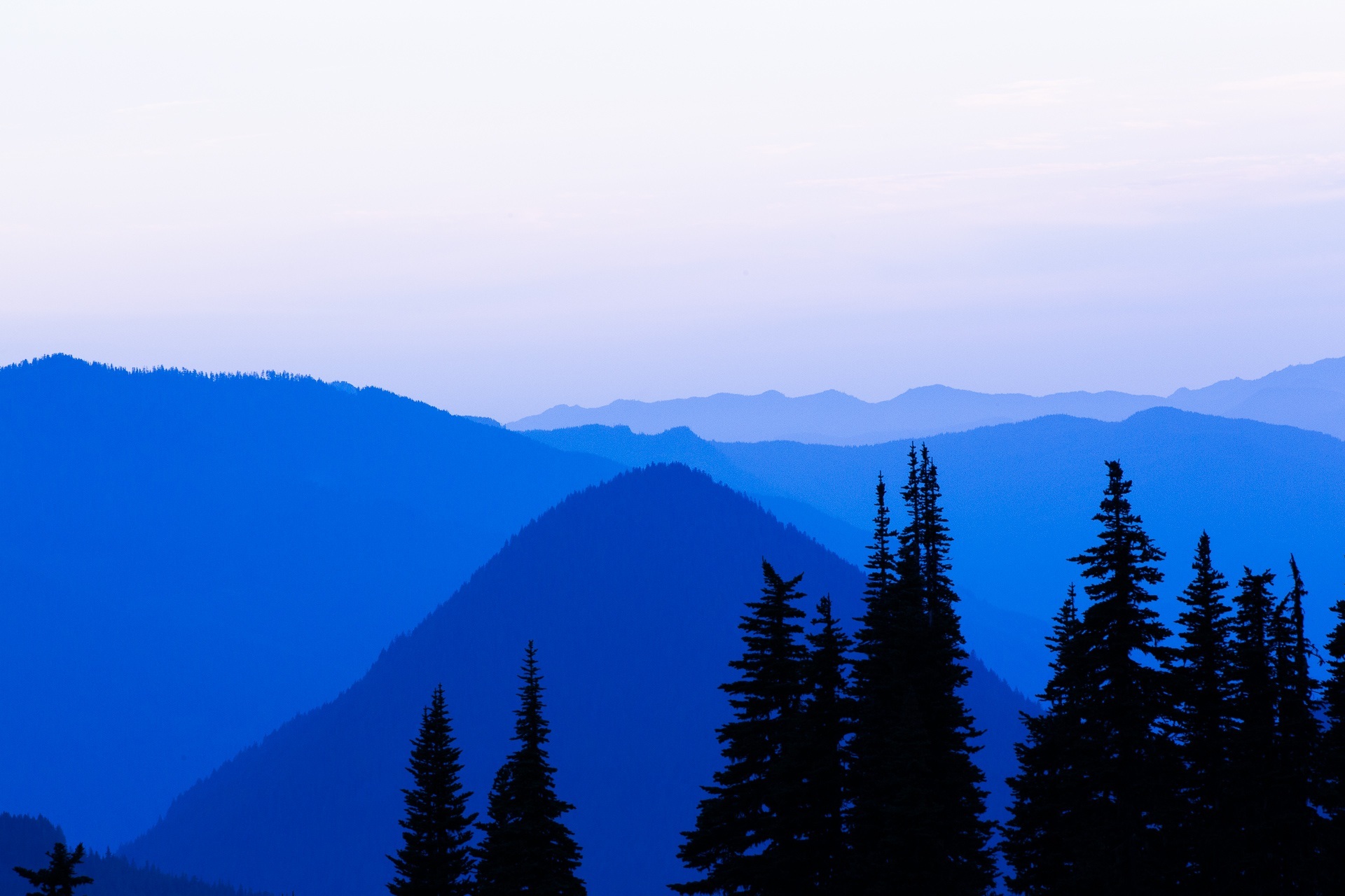Blue Shadow Trees free image download
