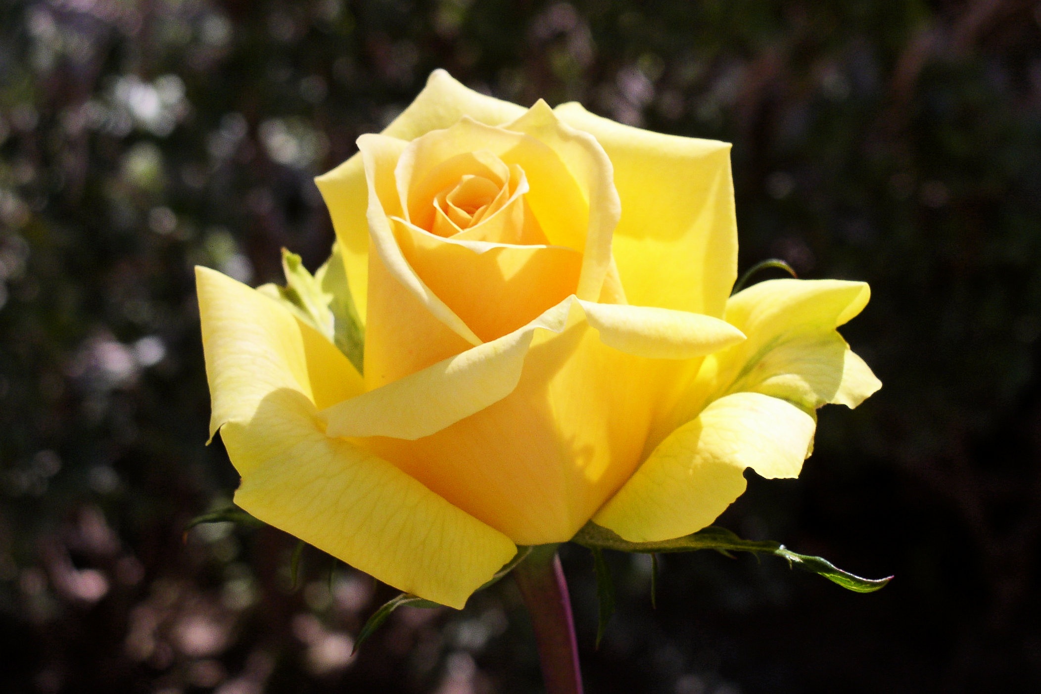 Yellow Rose Blossom Flora free image download