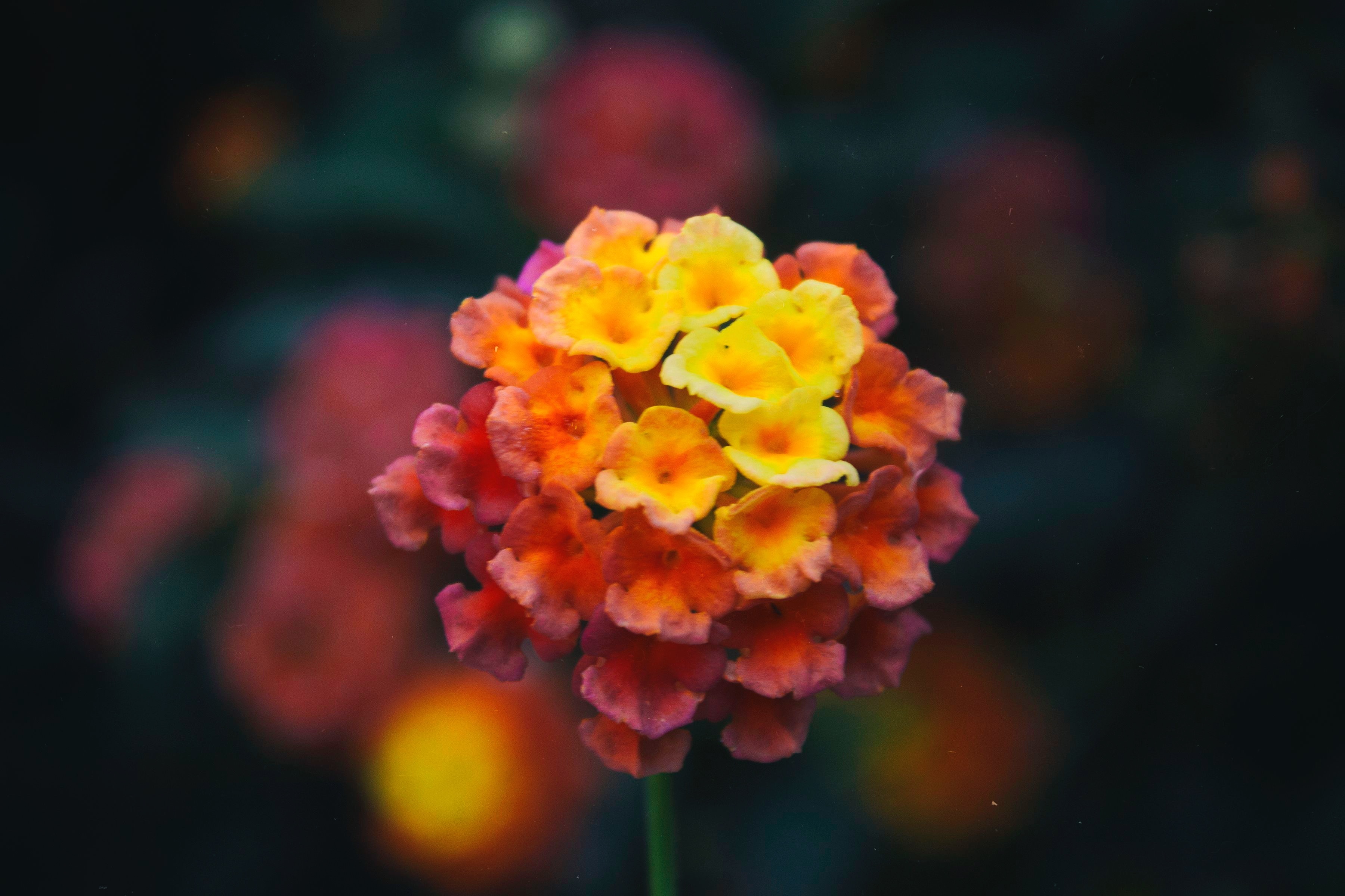 Flower Bloom Blur free image download