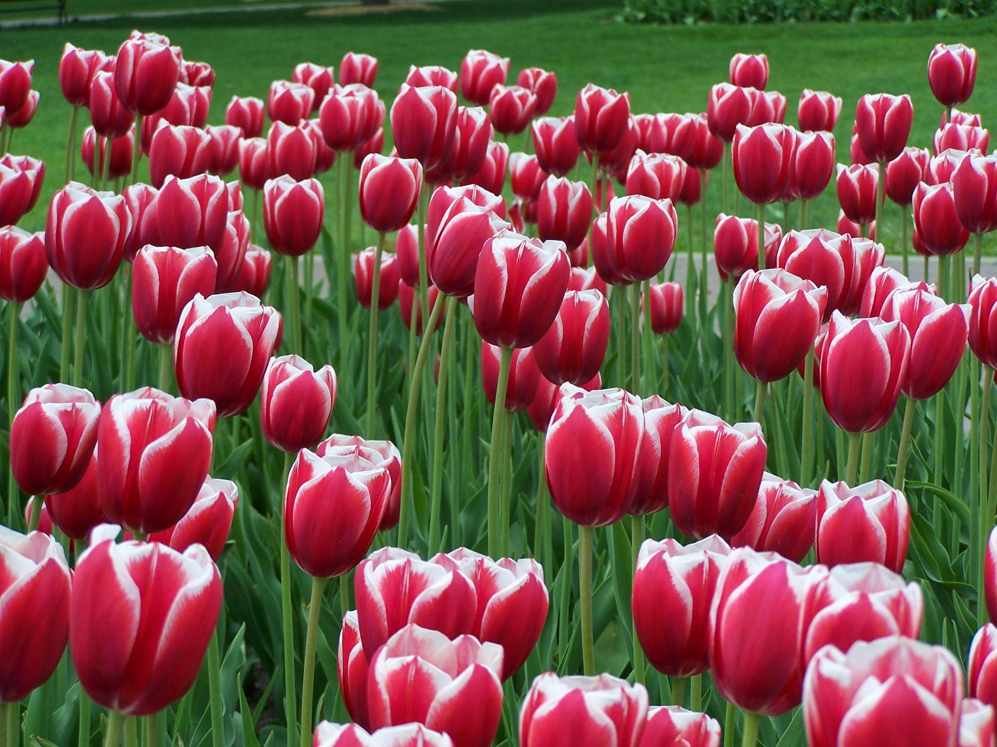 Tulip Nature Flower free image download