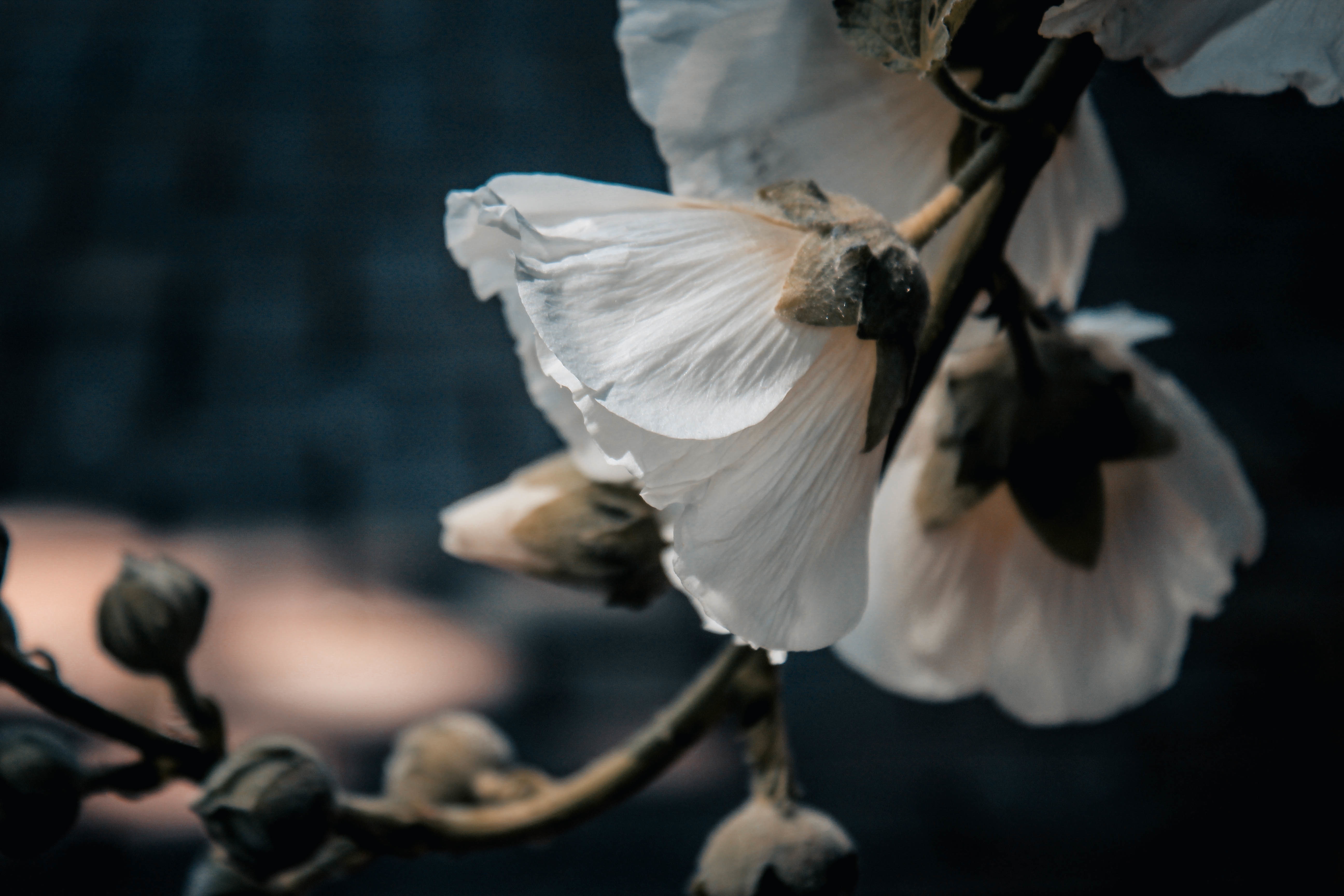 Flower Bloom White free image download