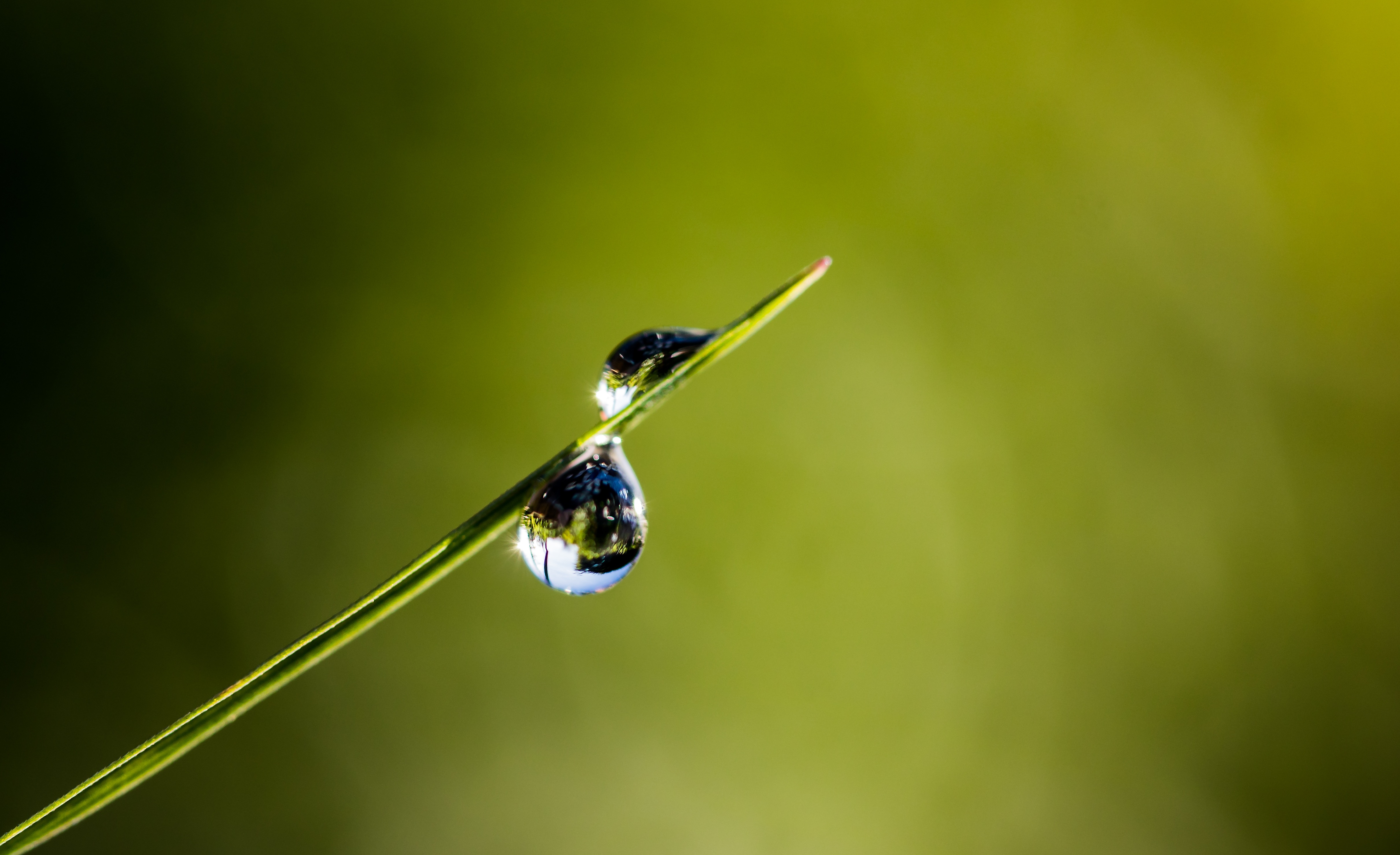 Drip Dewdrop Blade Of Grass free image download