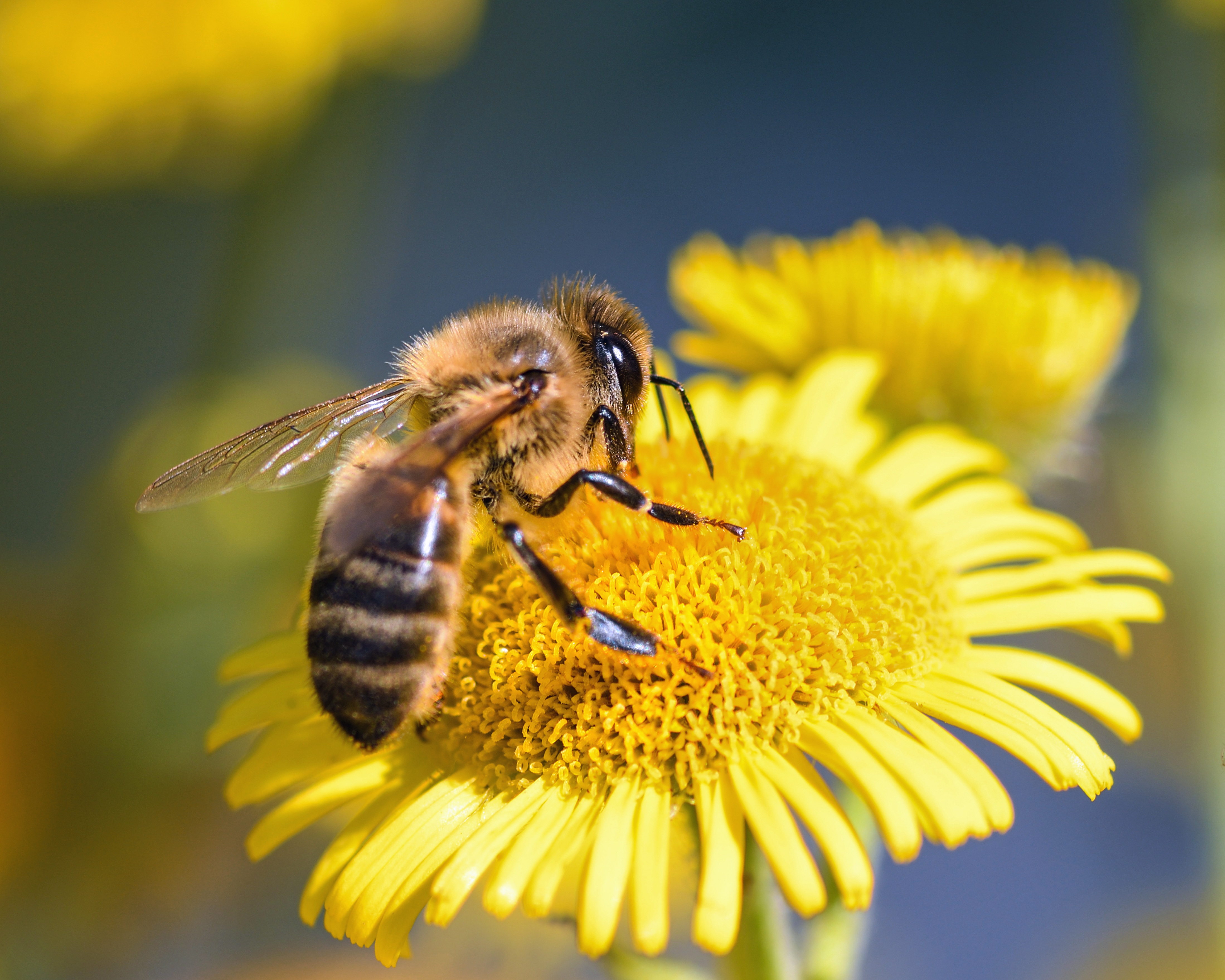 Bee Flower Forage free image download
