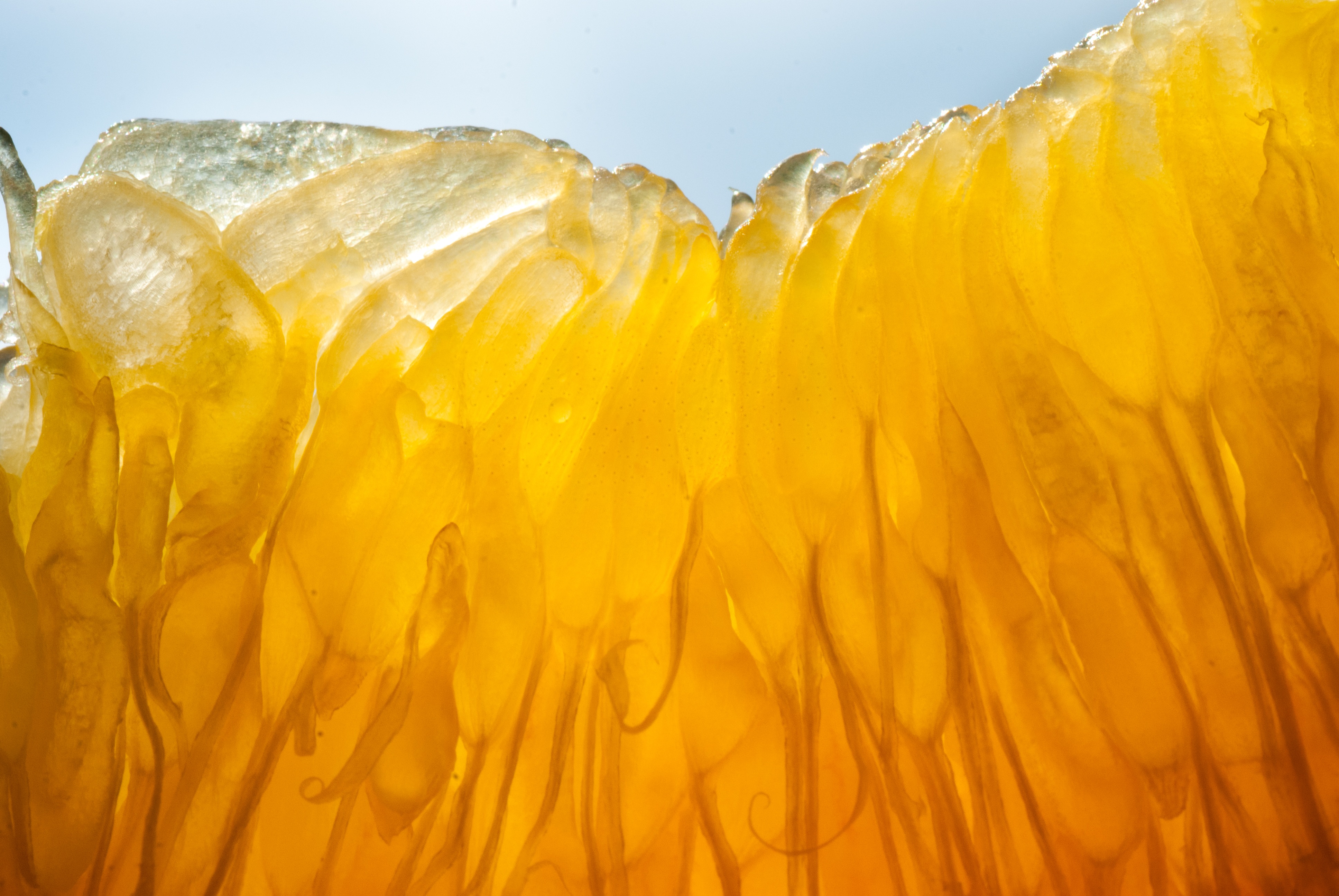 Orange Fruit Sun free image download