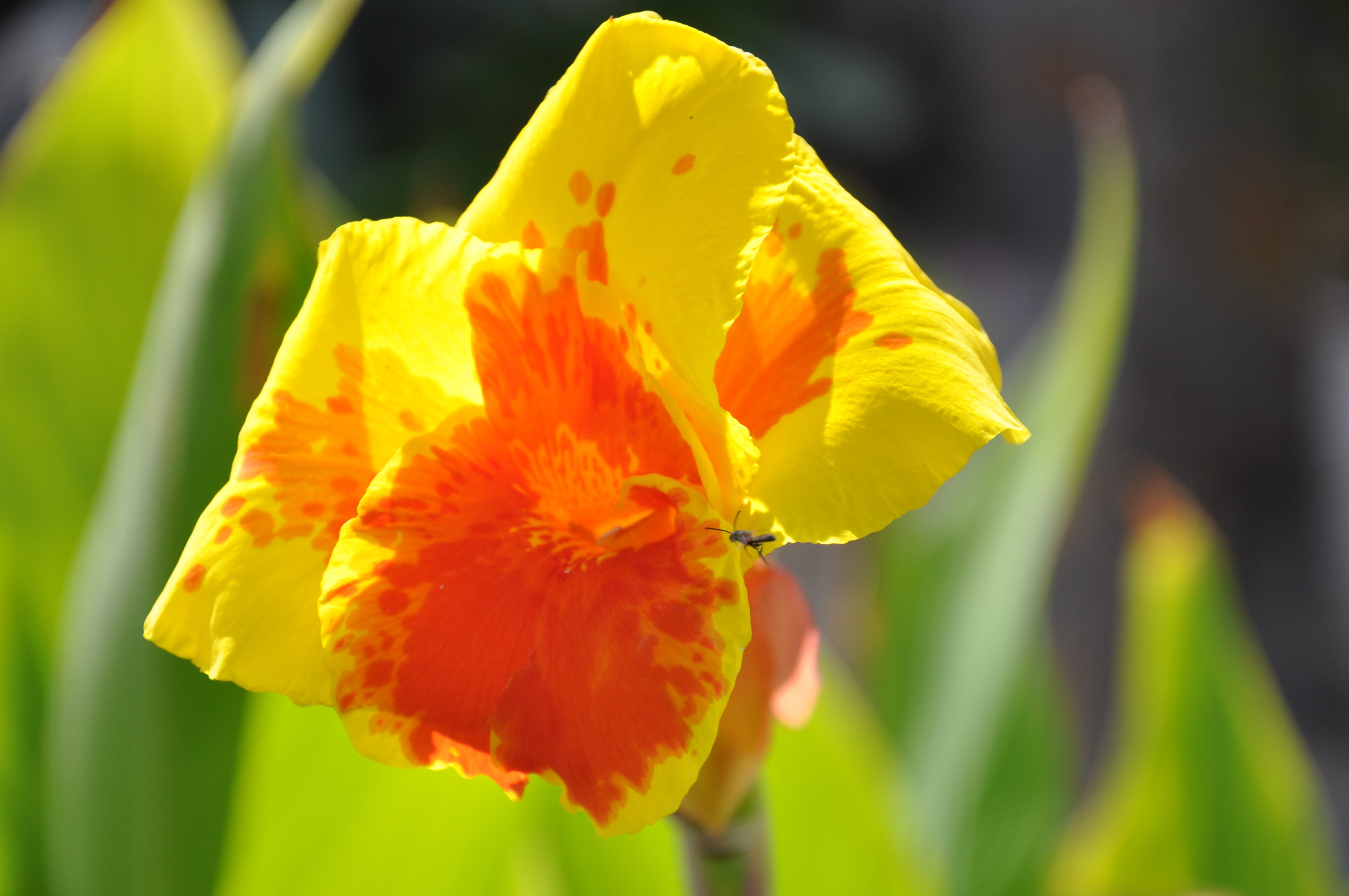Flower Plant Nature free image download