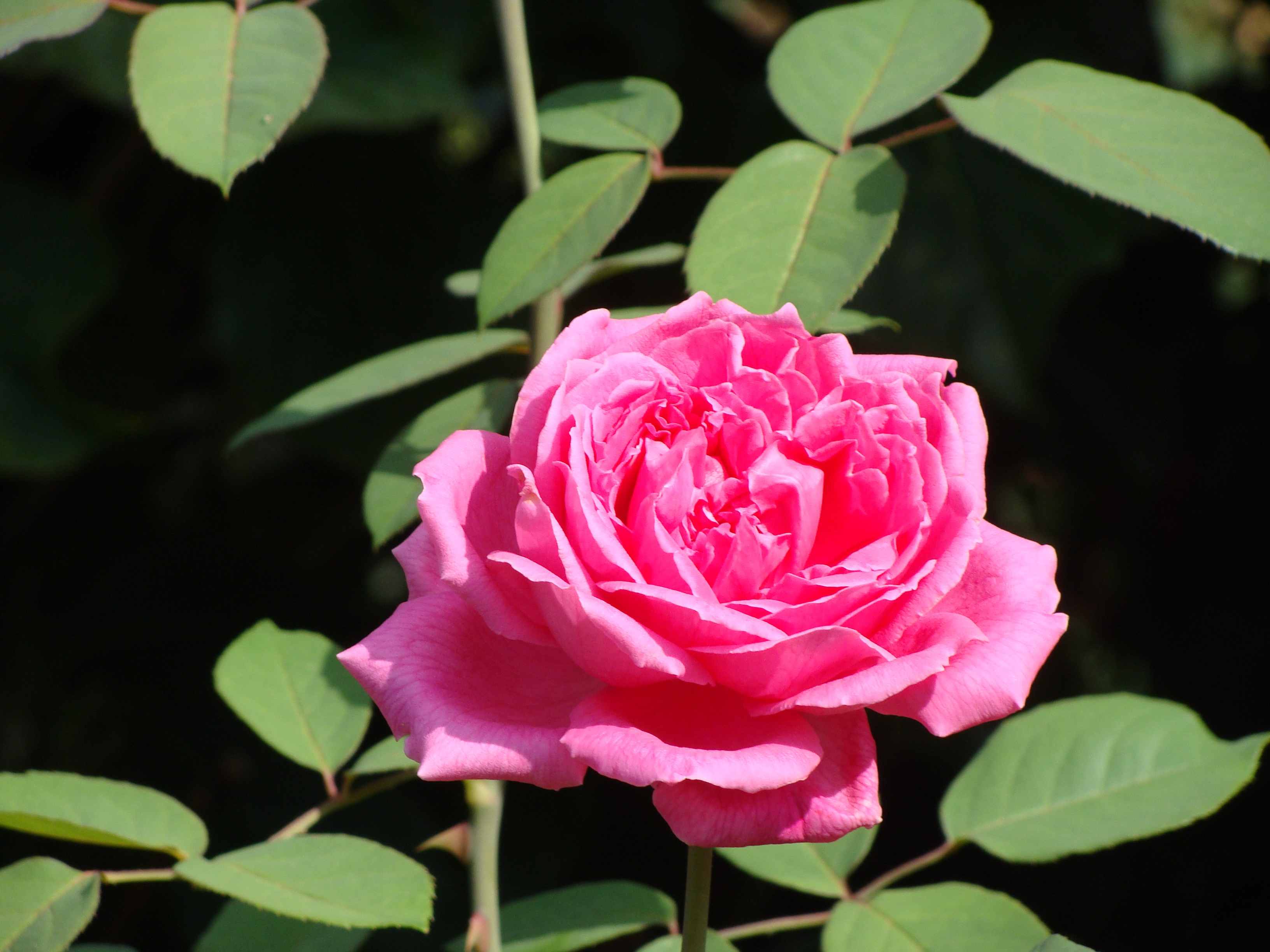 Flower Plant Leaf free image download