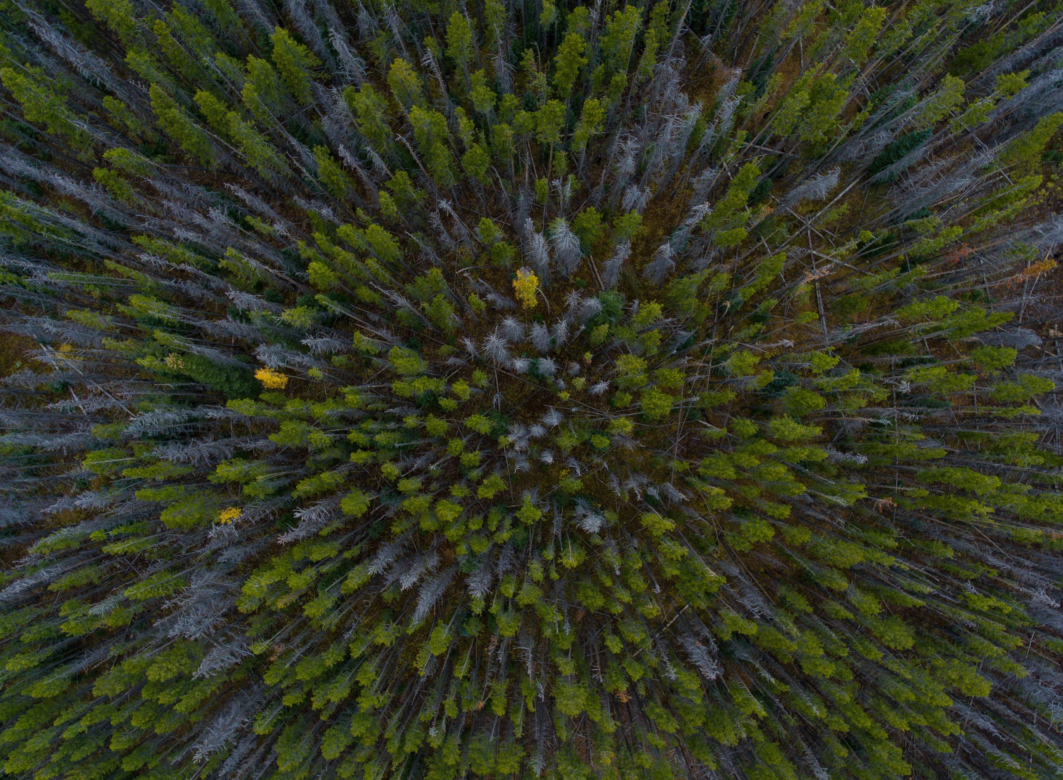 Aerial Trees Woods free image download