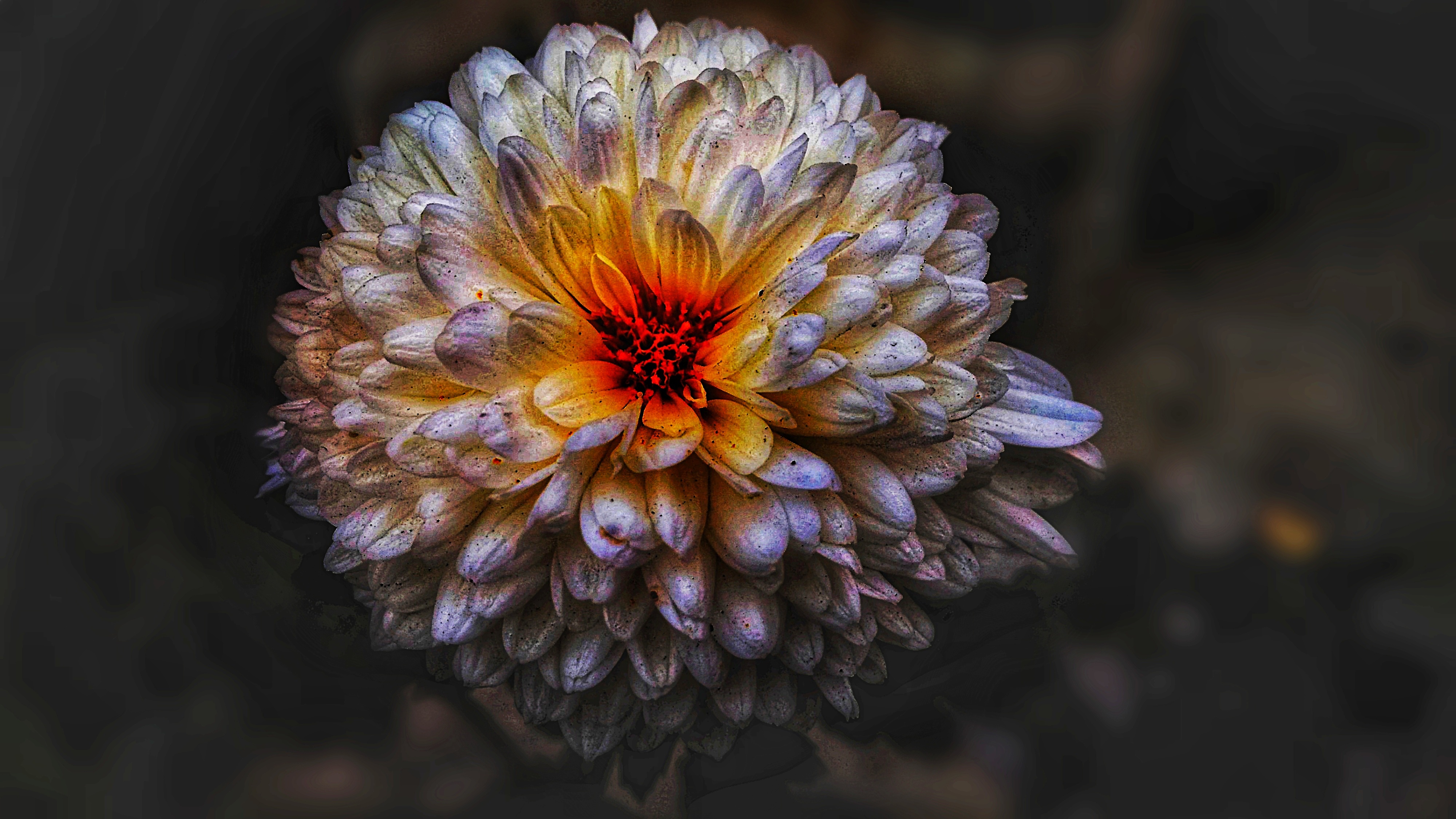 Nature Flora Flower free image download