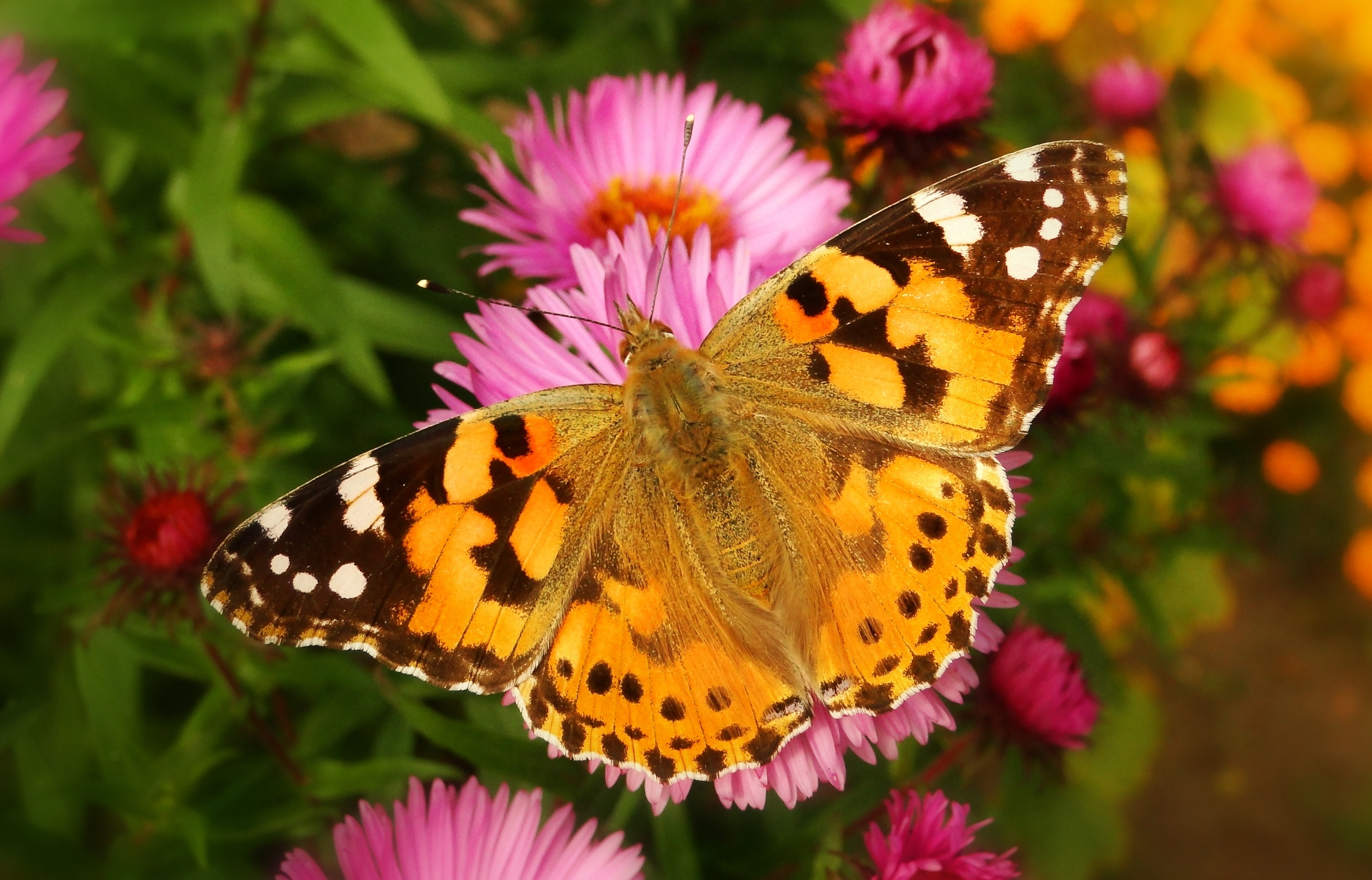 Butterfly Day Nature free image download