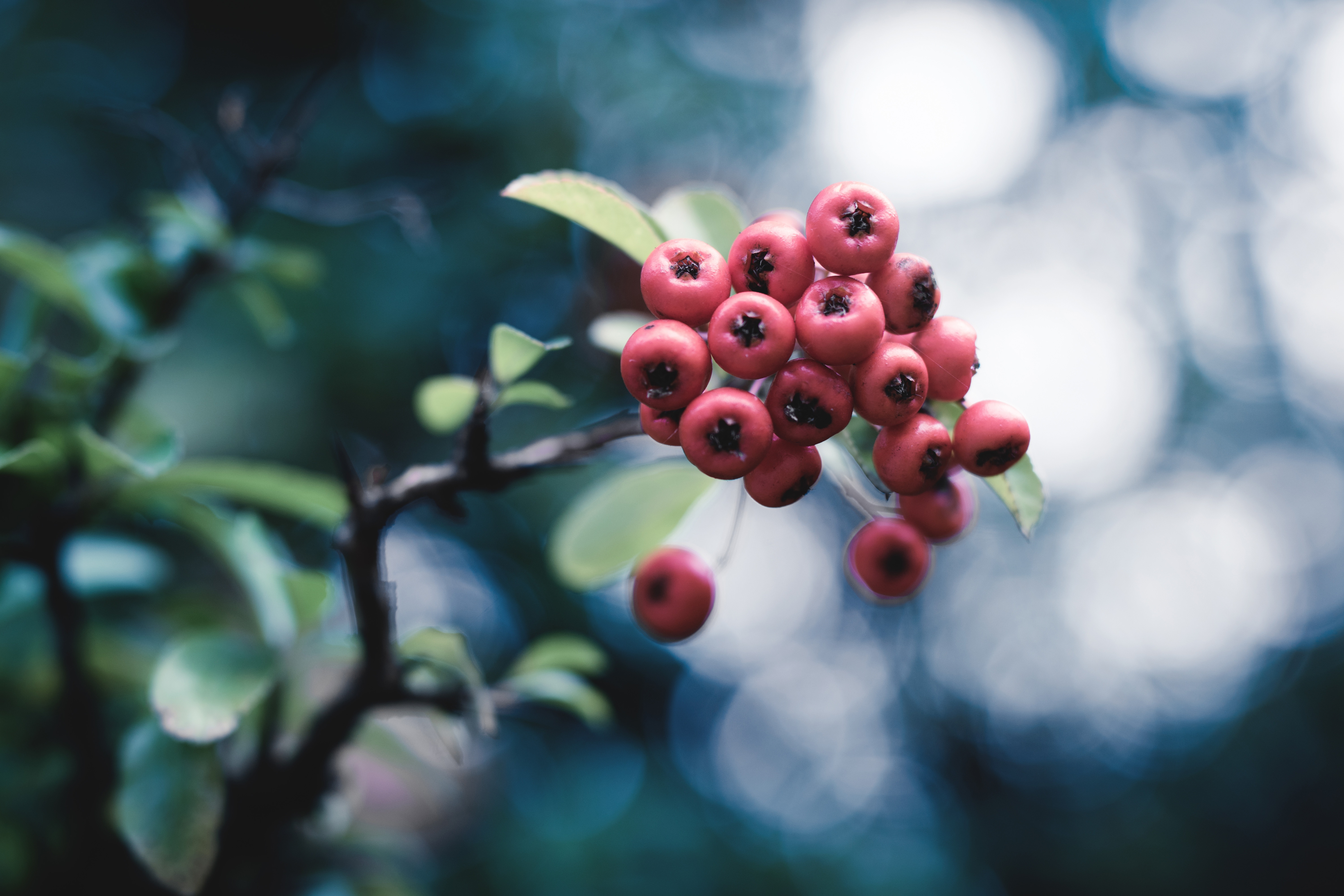 Berry Plant Autumn free image download