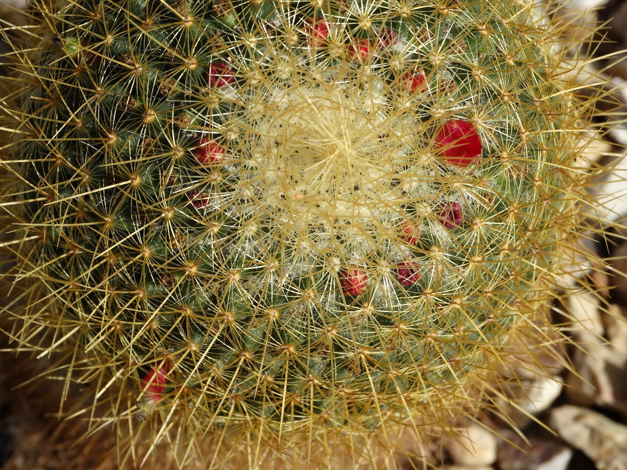 Cactus Flowers Desert free image download