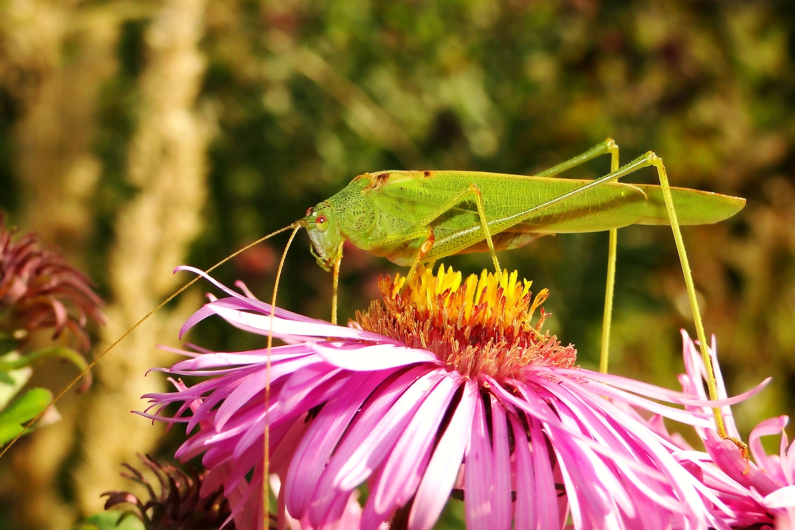 Nature Insect Flower free image download