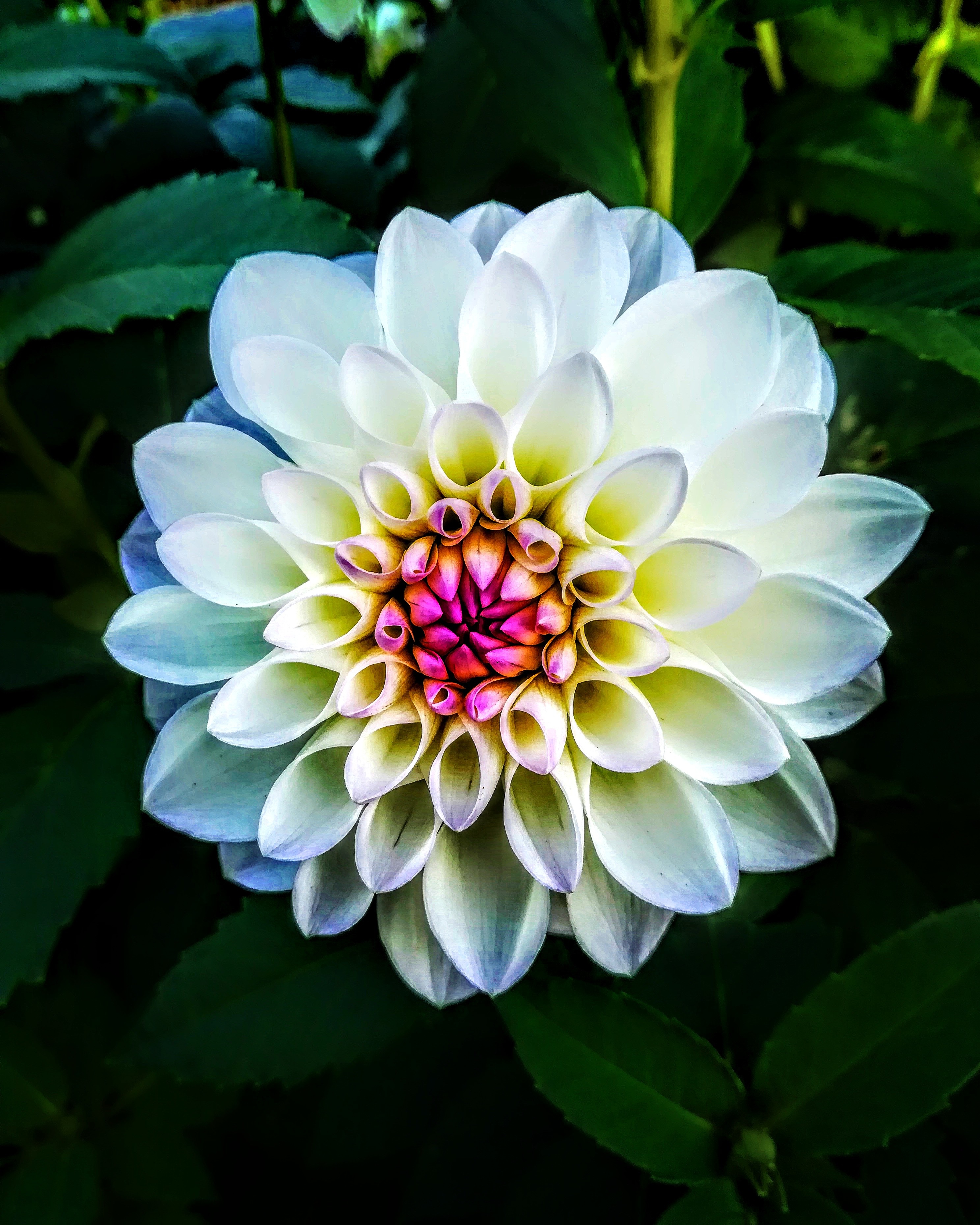 Plant Flower Nature free image download