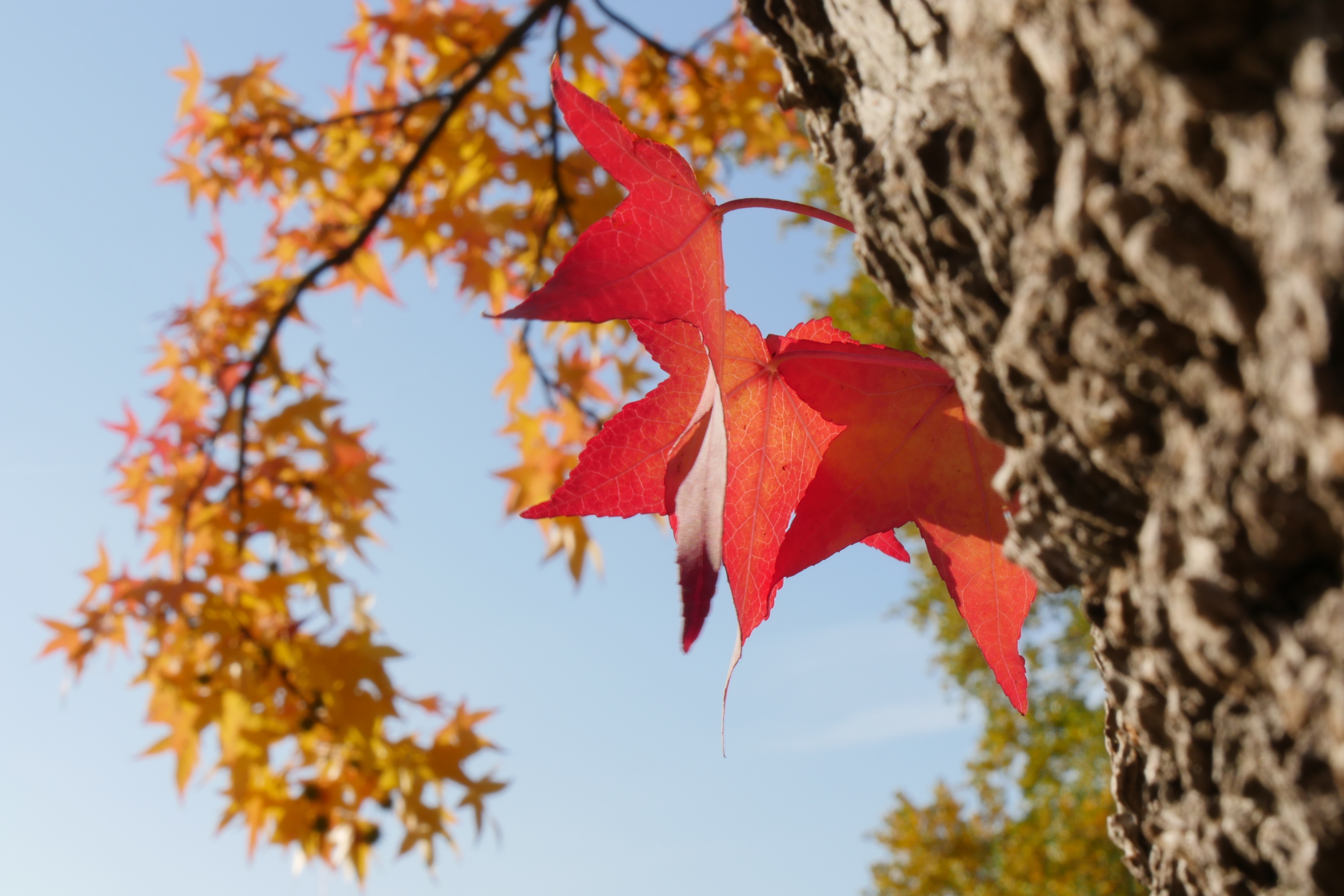 Nature Tree Leaf free image download