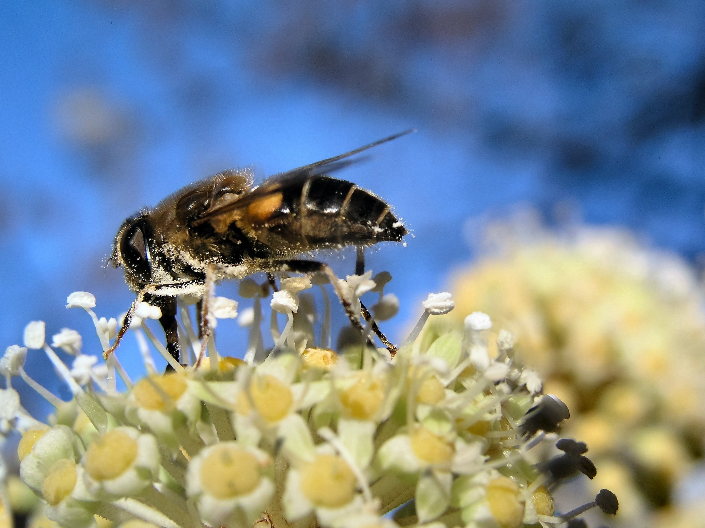Bee Insect Pollen free image download