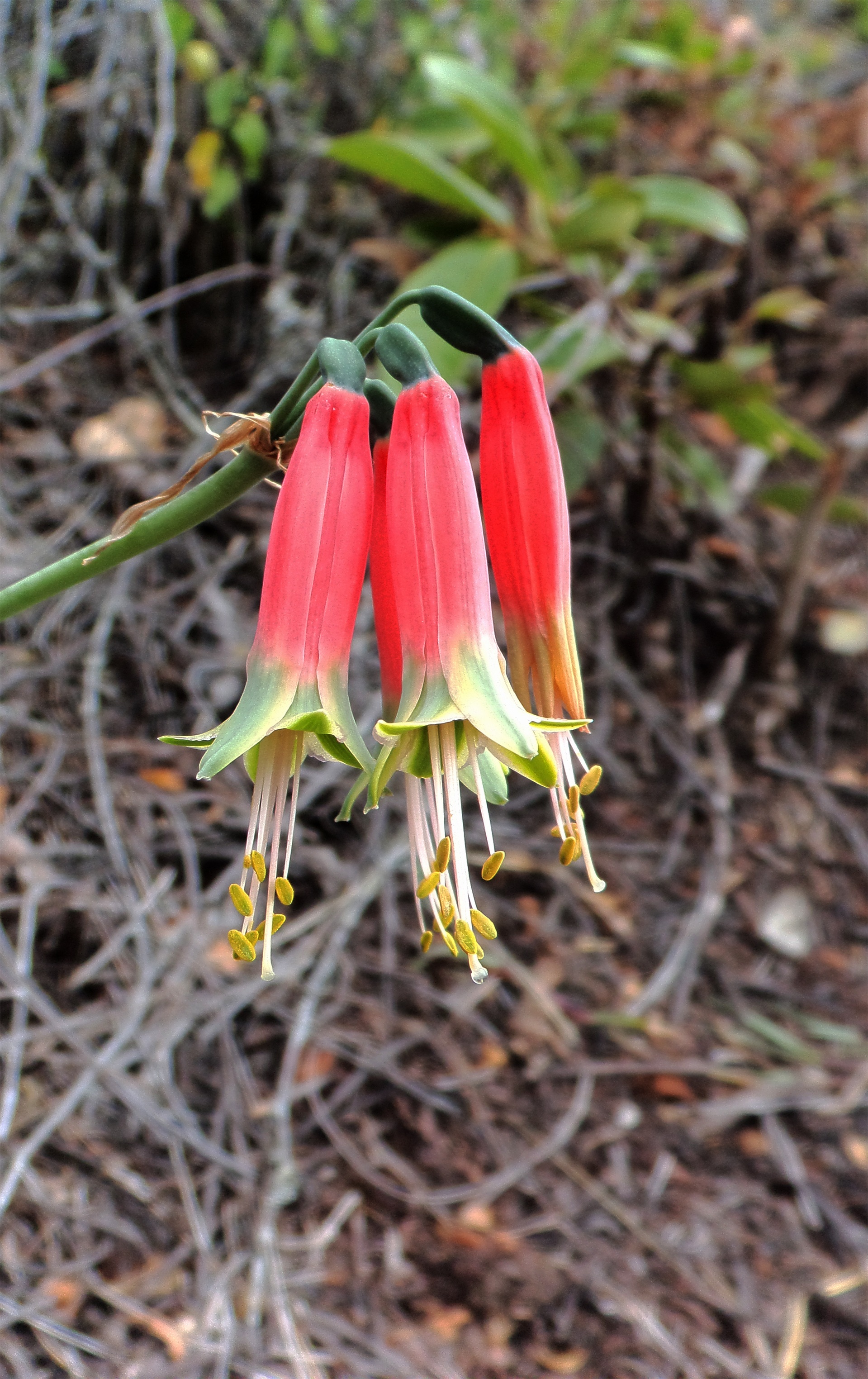 Nature Outdoors Plant free image download