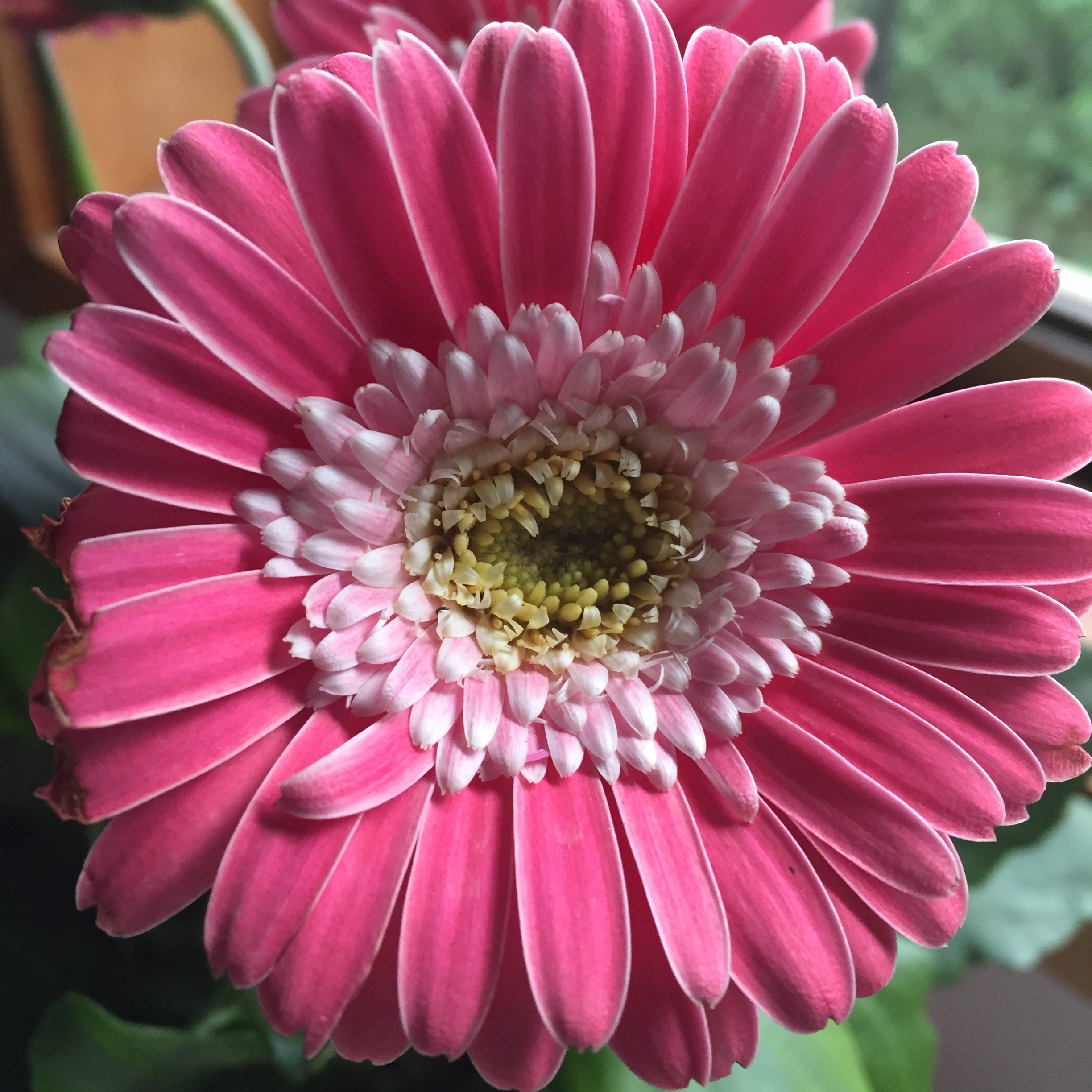Flower Flora Nature free image download