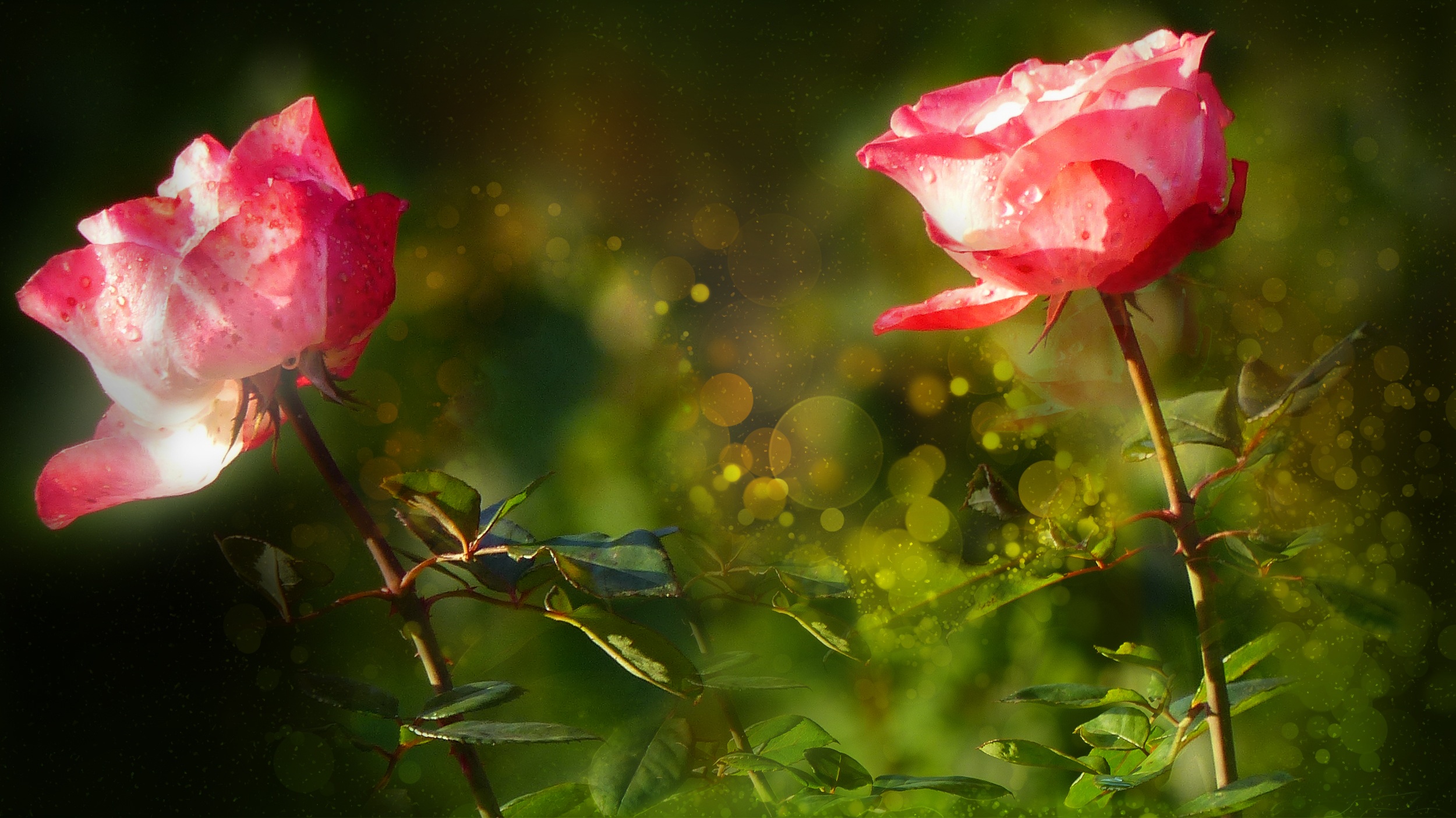 Pink Roses Flowers macro free image download