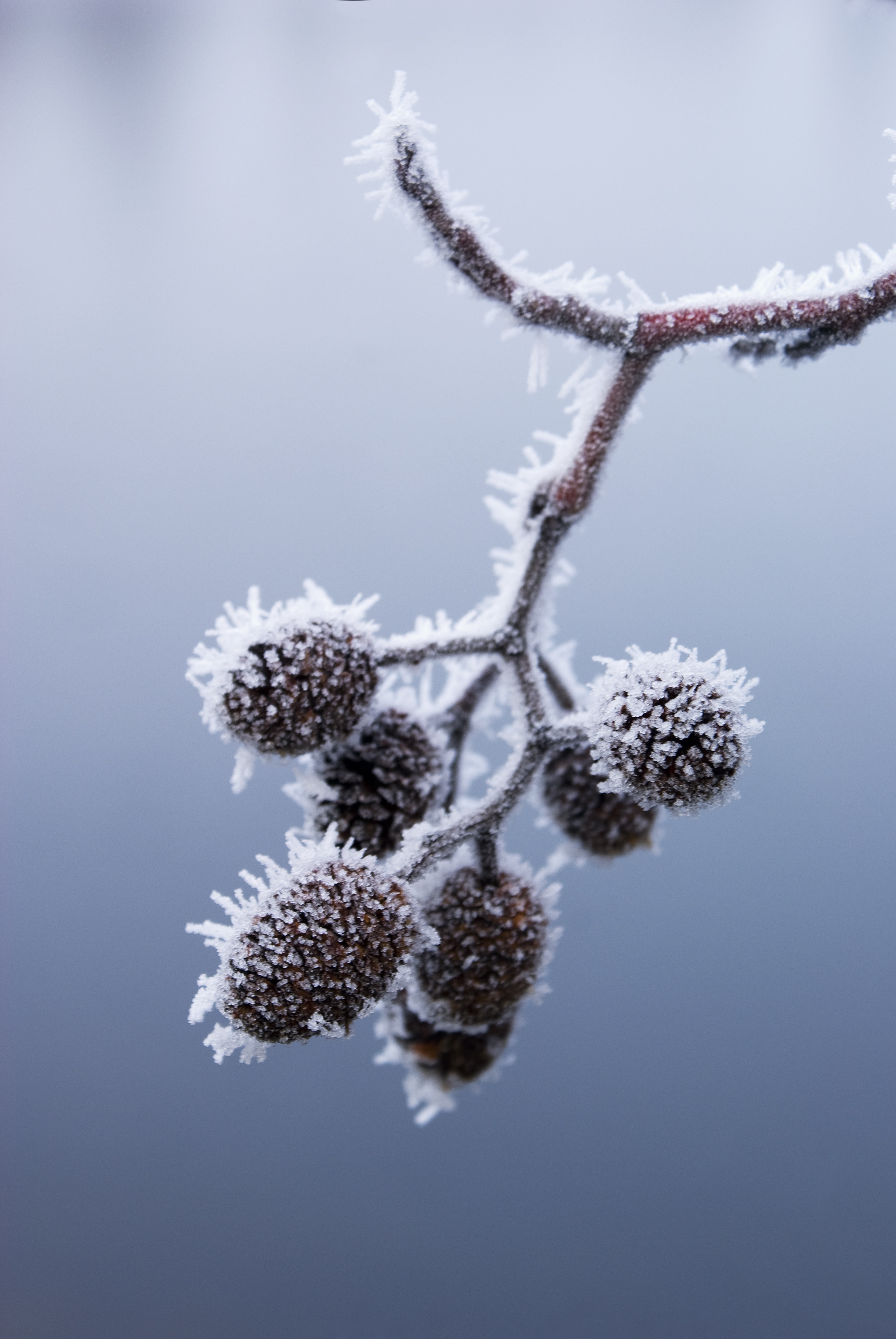 Tree Seeds Frozen free image download
