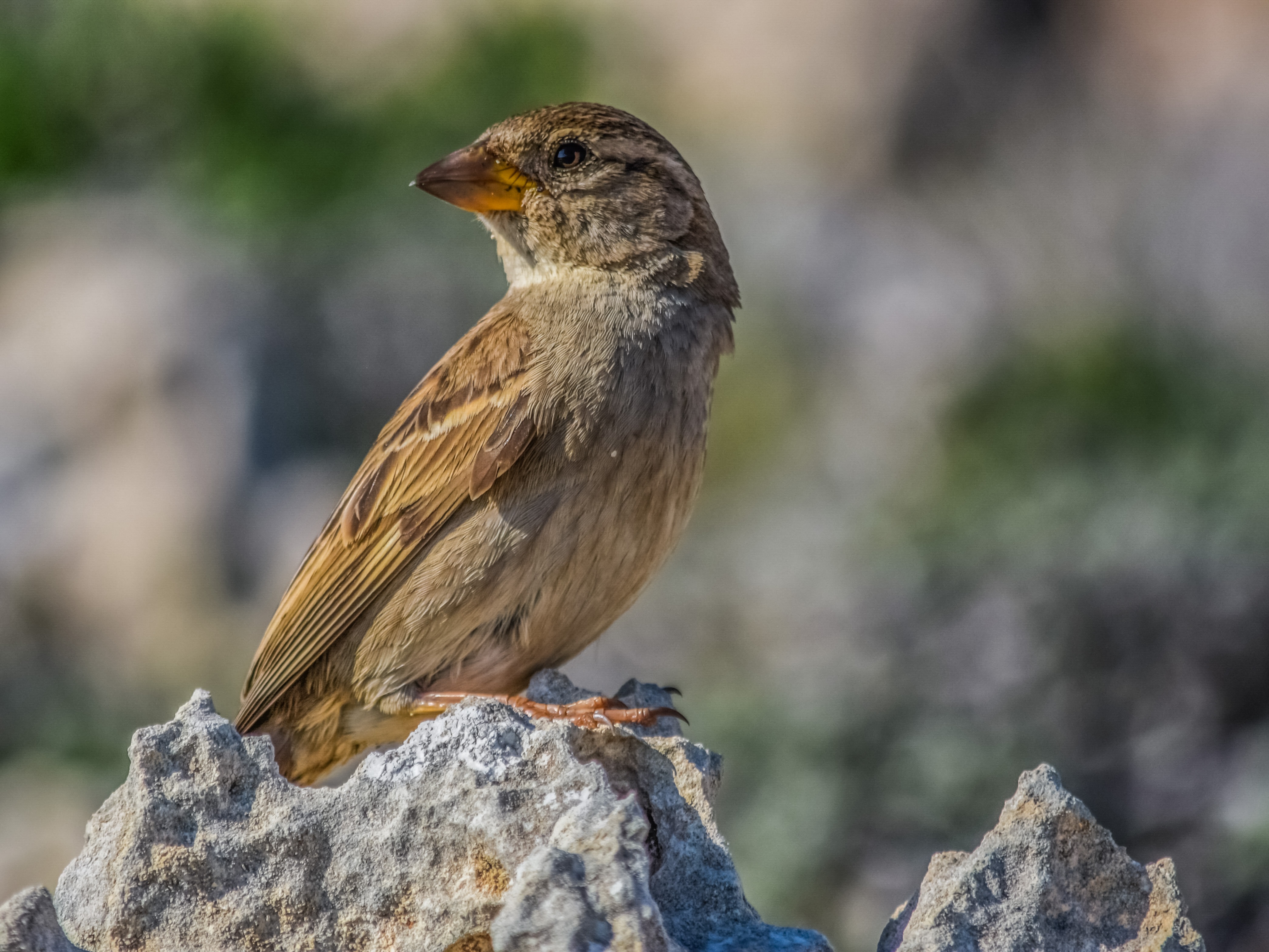 Small Sparrow in Nature Wildlife free image download