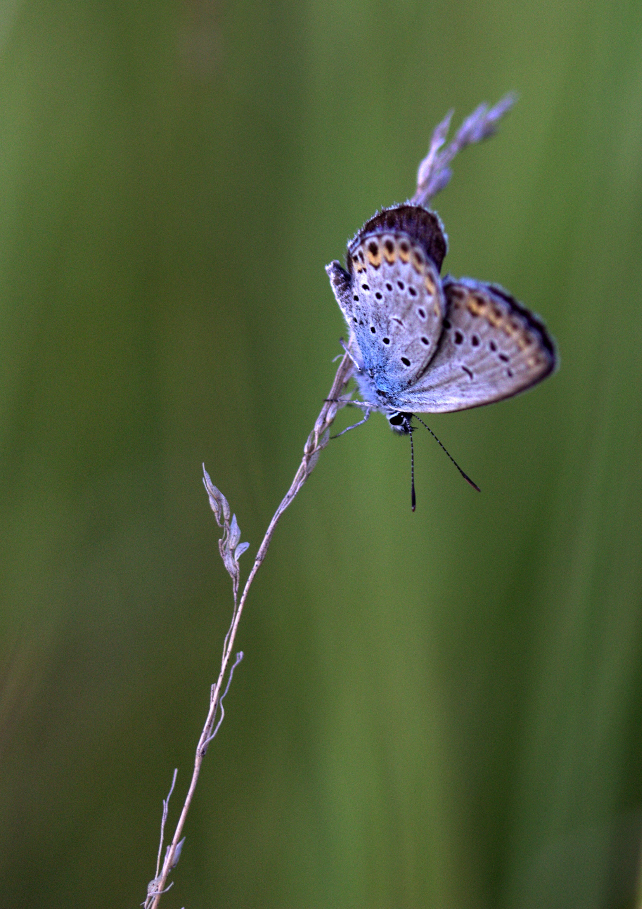 Closeup photo of Butterfly insect with Blue Wings free image download