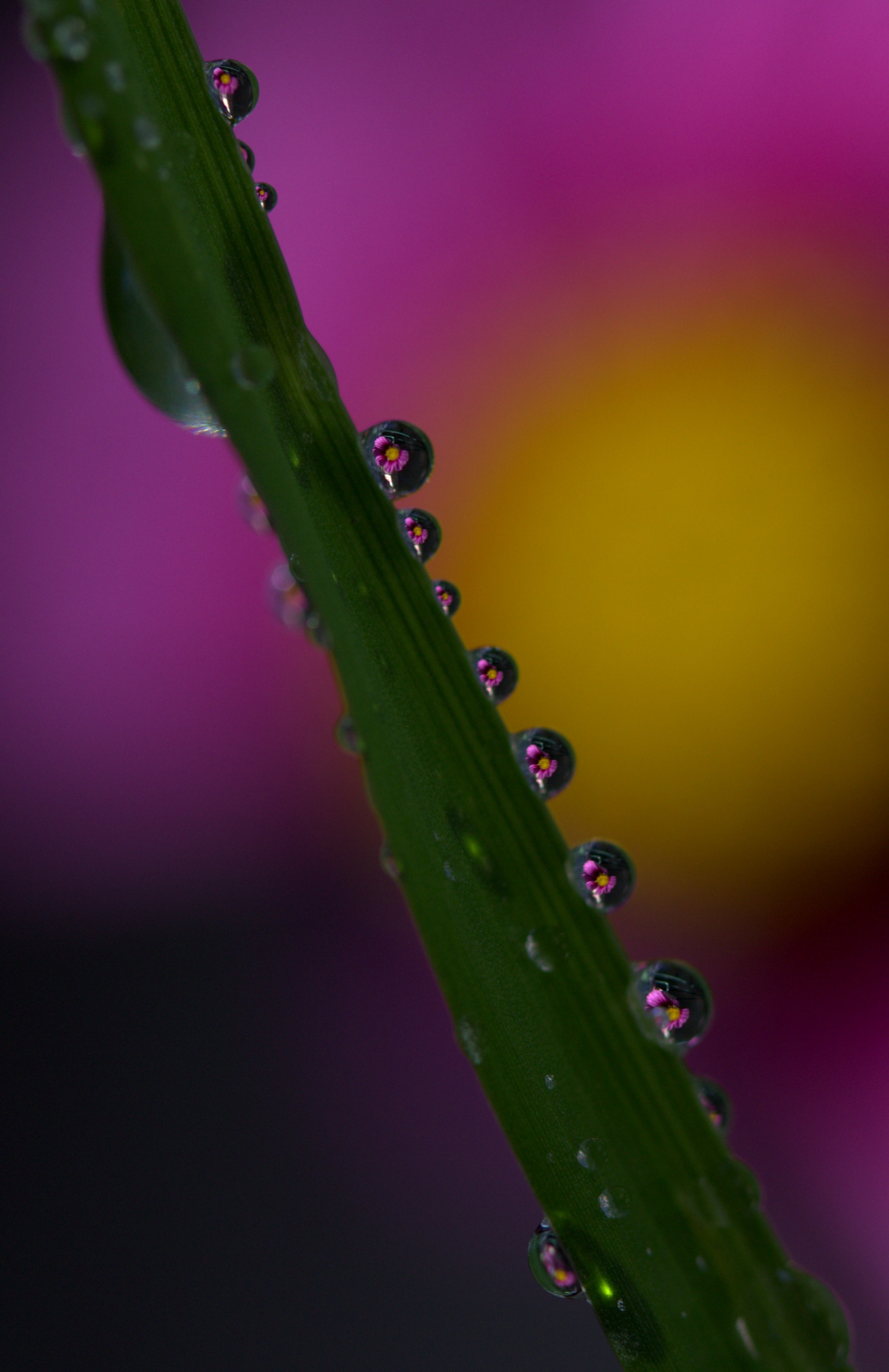 Drops Plant Macro free image download