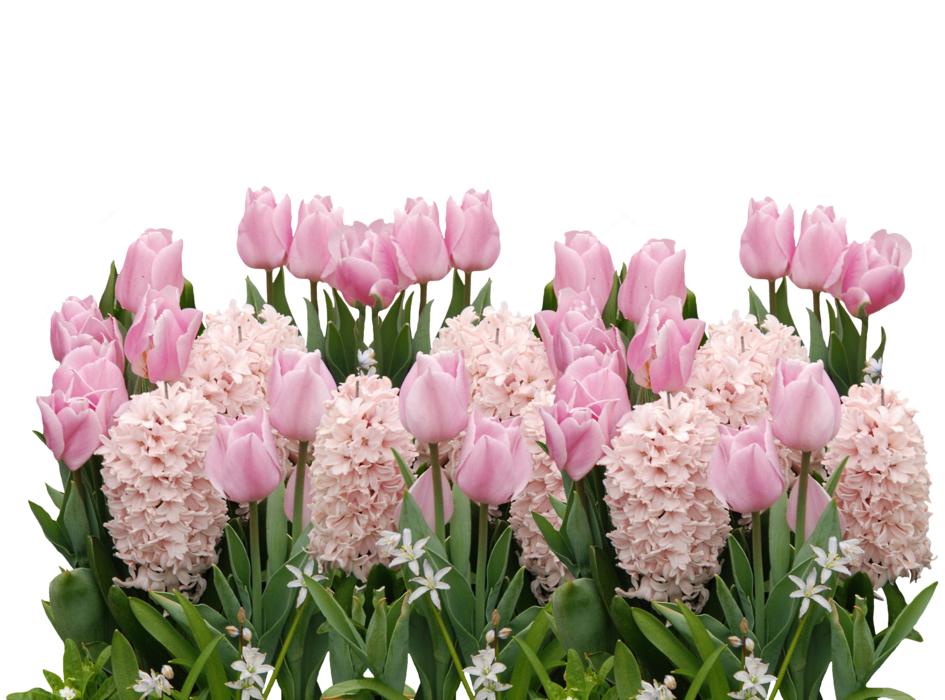 Spring Tulips Easter free image download