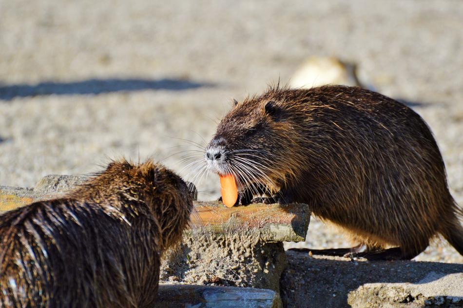 Nutria Rodent Water Rat Species Of free image download