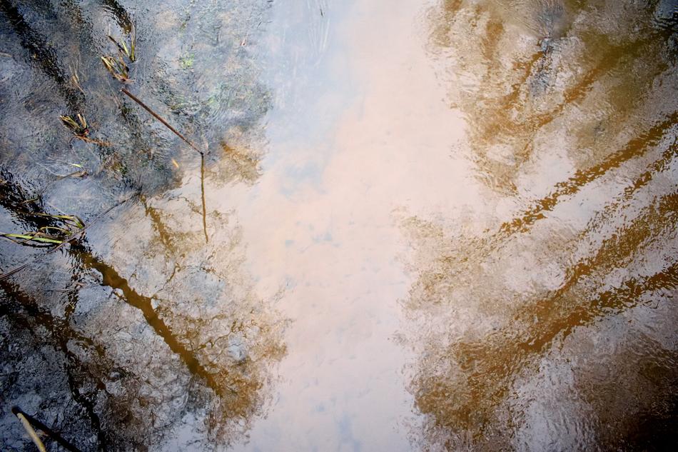 Forest River Tree free image download