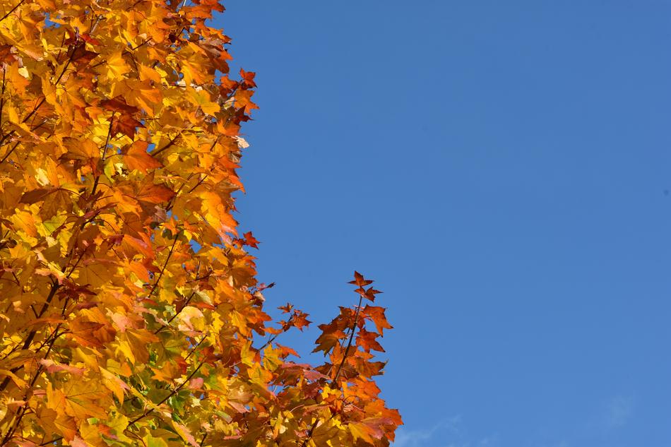 Clone Tree Autumn free image download